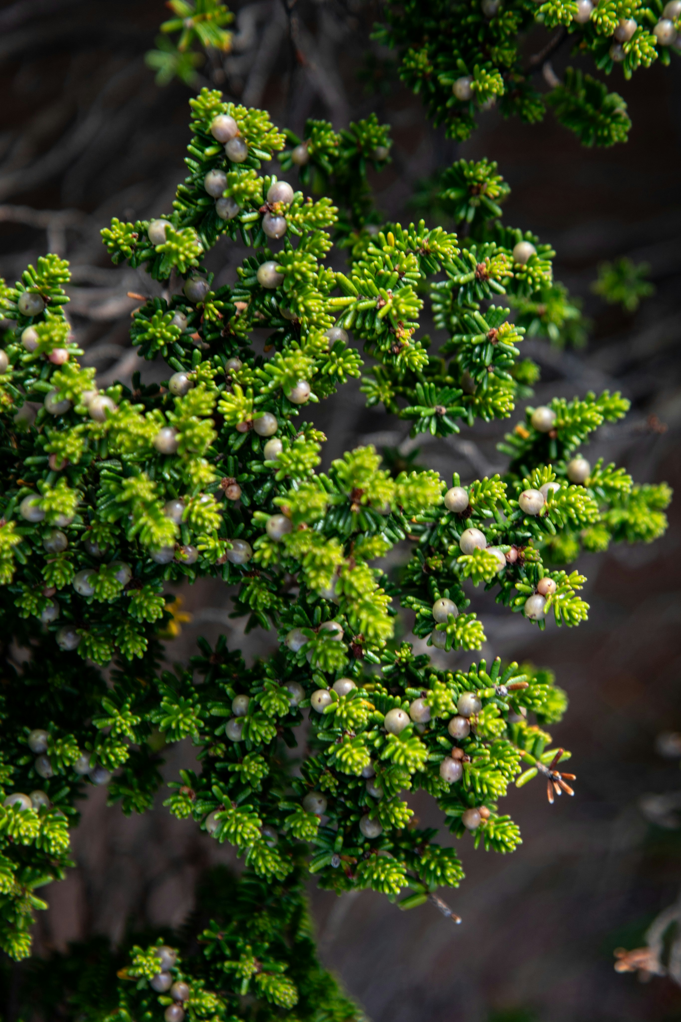 Emerald Sprigs and Pearl Berries: A Close-Up of Coastal Greenery