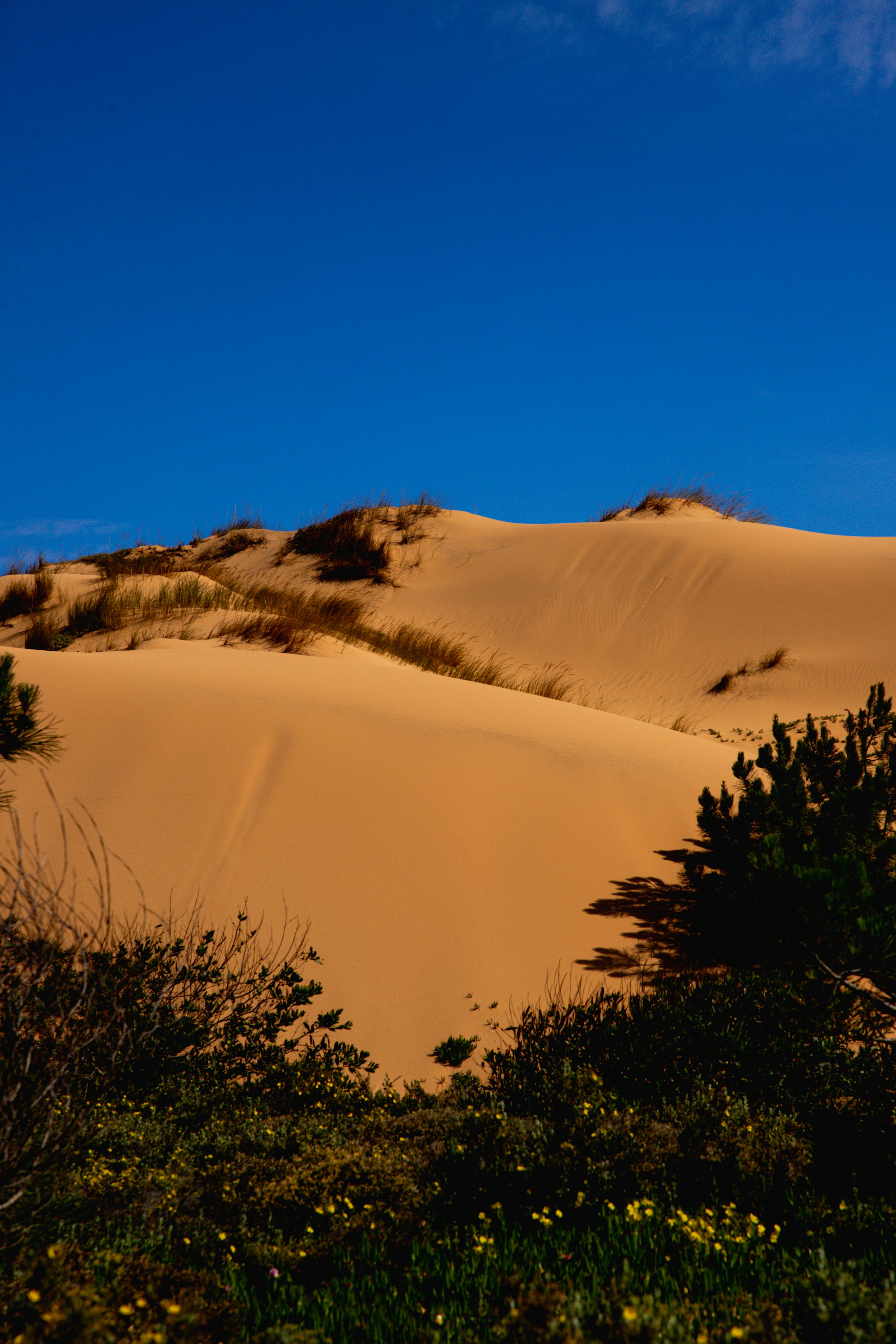 Golden Dunes under a Pristine Blue Sky