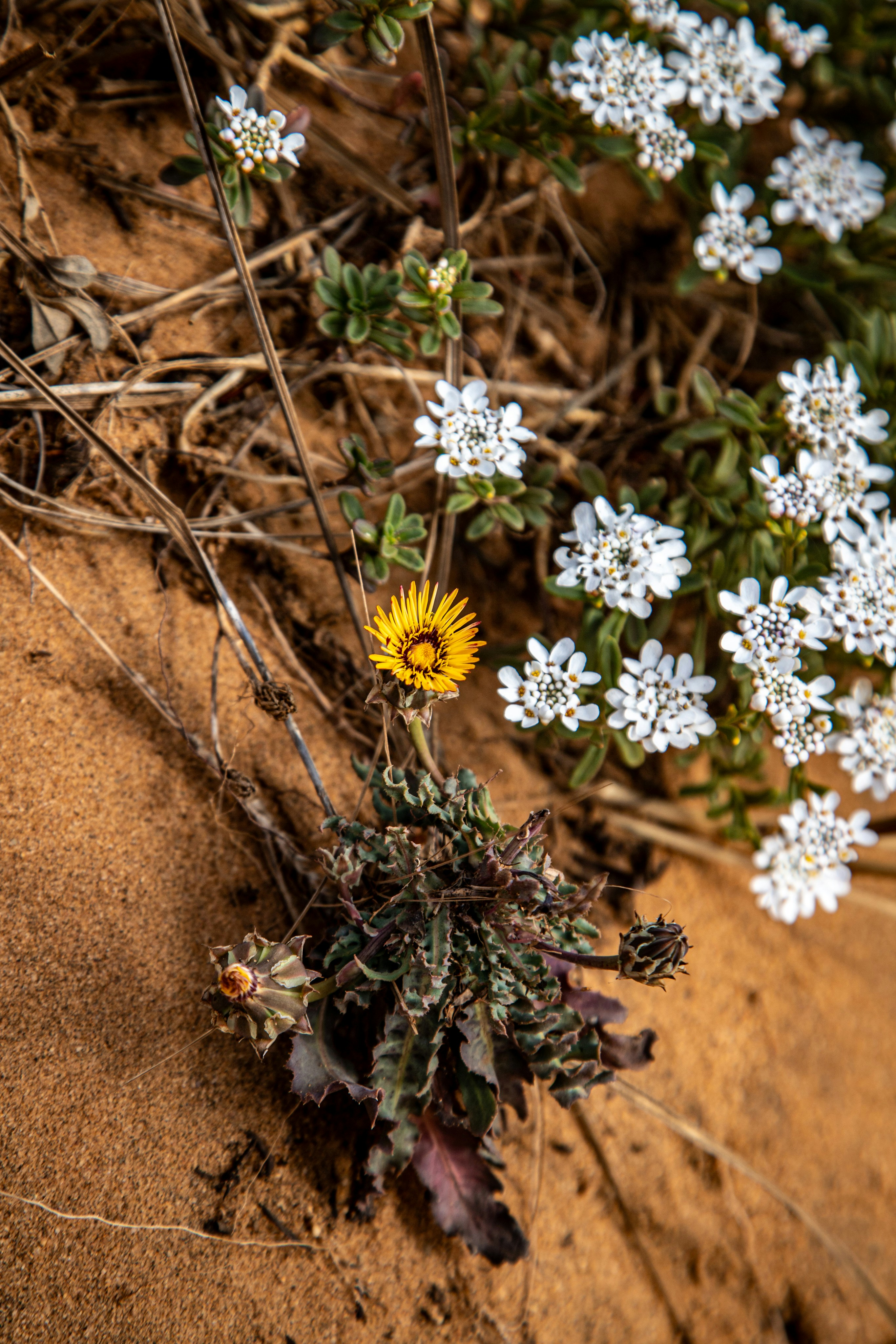 Desert bloom: a lone yellow bloom among white petal clusters against sandy earth