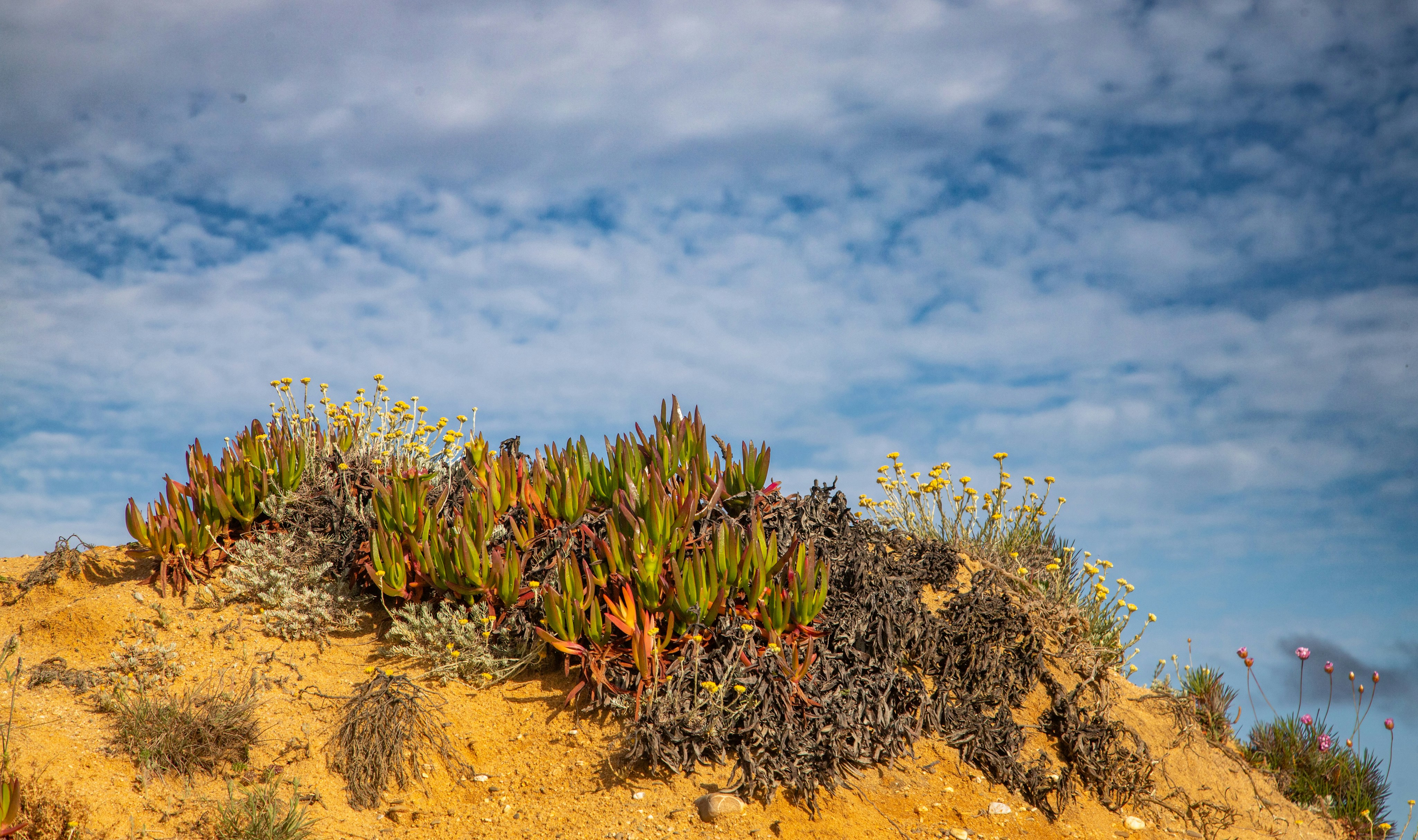 Desert Scrub on a Sunlit Slope under a Wide Blue Sky