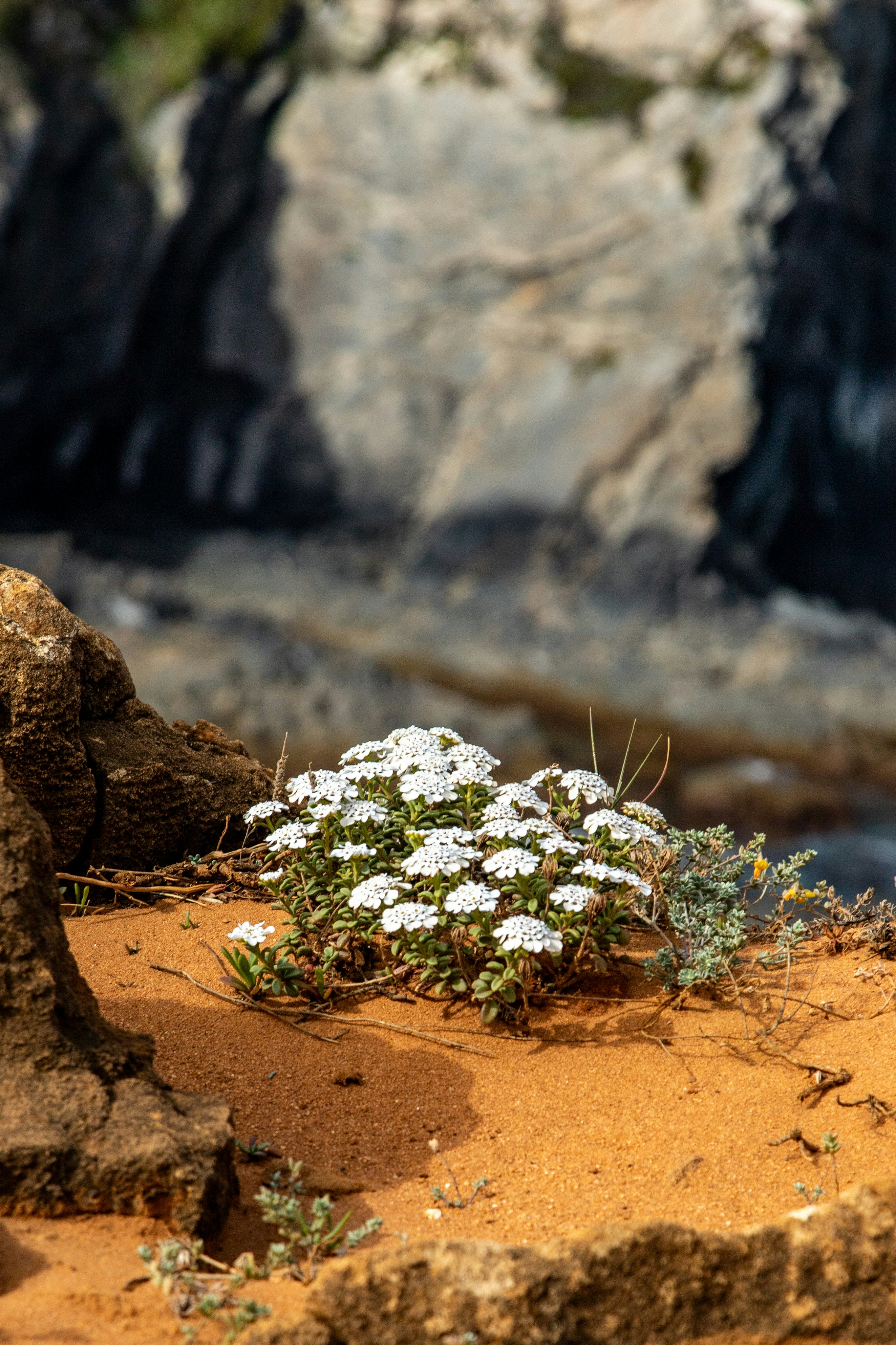 Deserted Cliffside Bloom: White Daisies at the Edge of Sand and Stone