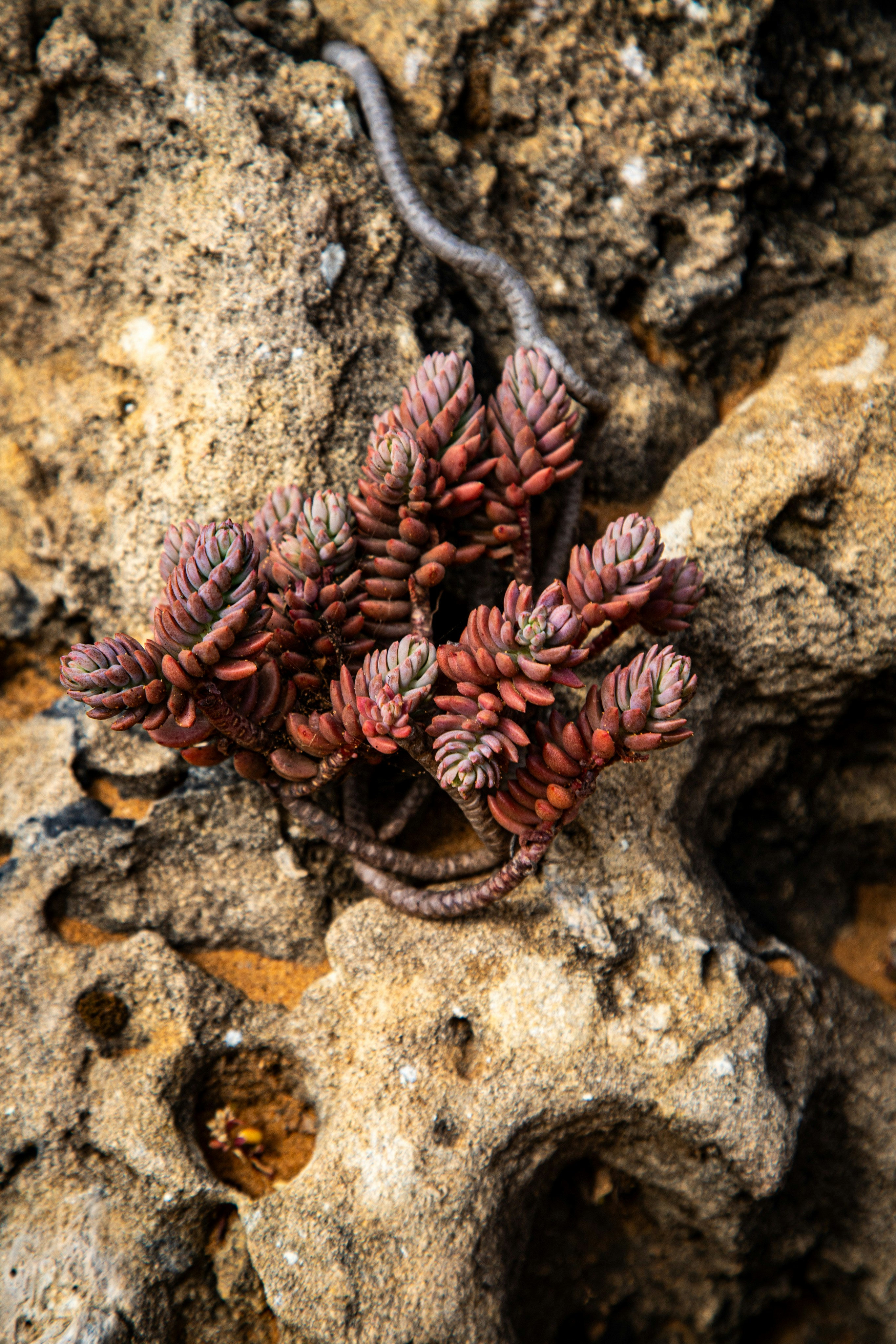 Red succulent in rugged rock cradle