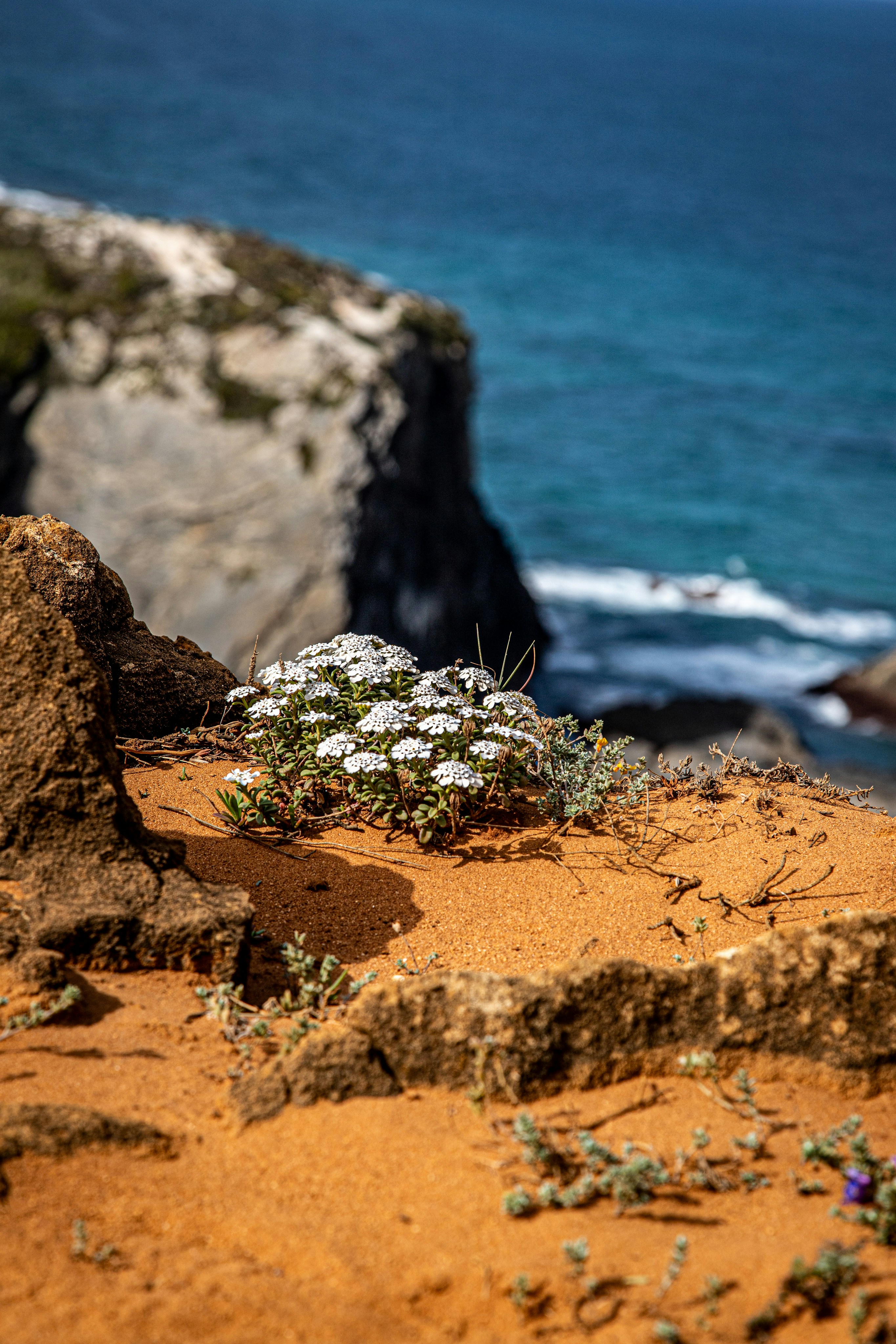 White-flowered clifftop bloom catching the sea breeze