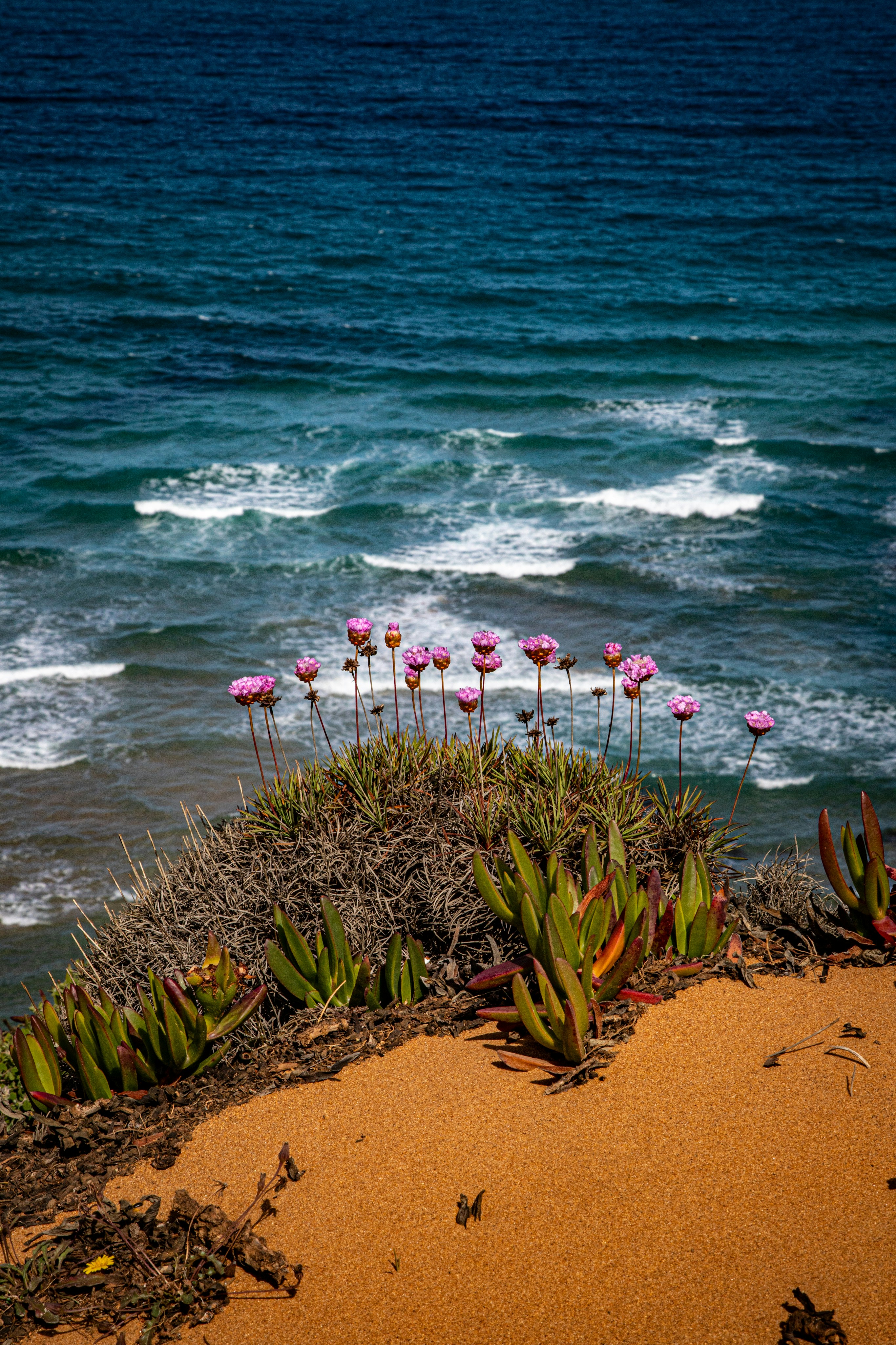 Pink-topped Coastal Blooms Above the Dune