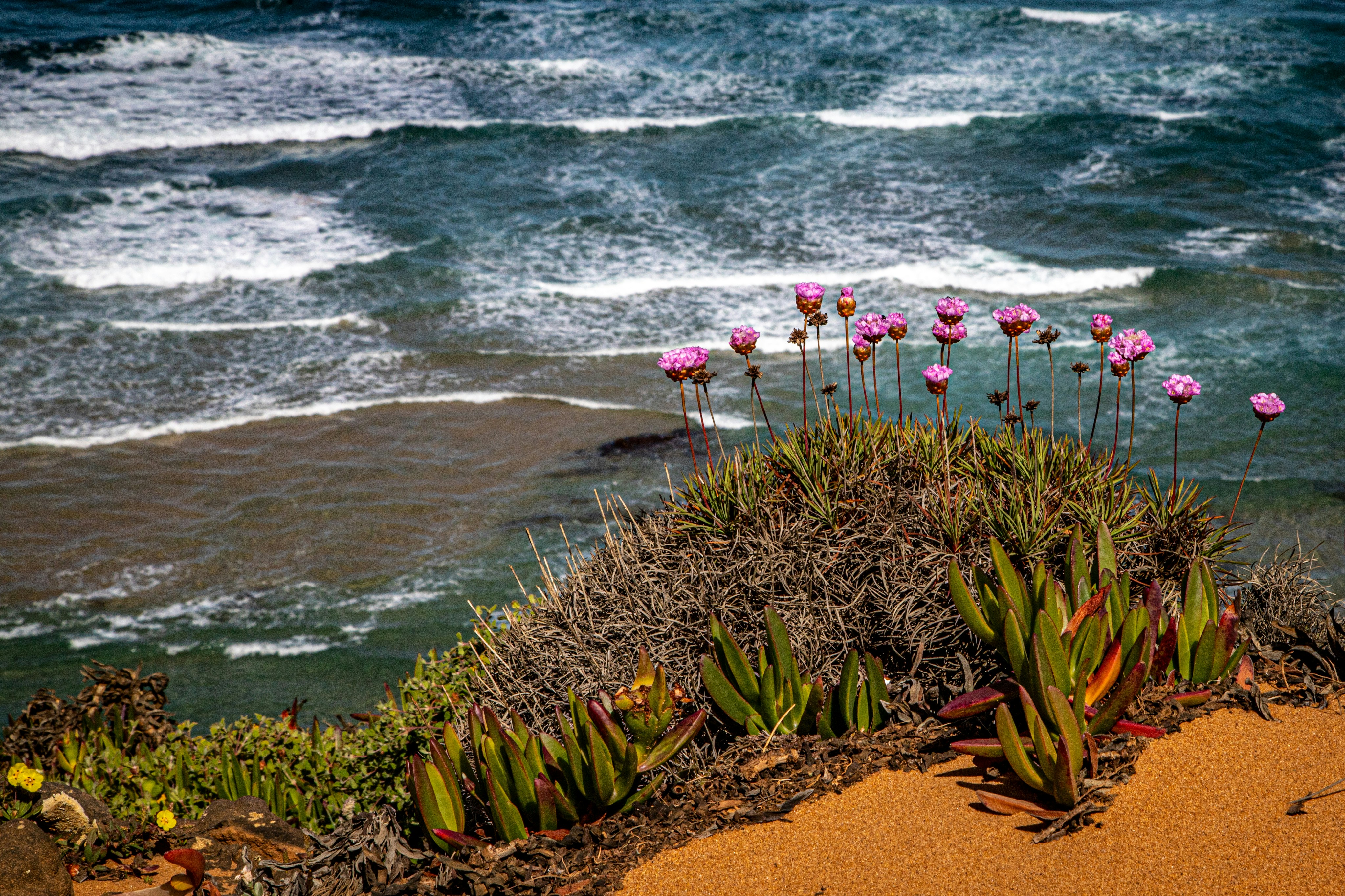 Coastal Bloom: Pink Umbels Above the Wind-Worn Edge