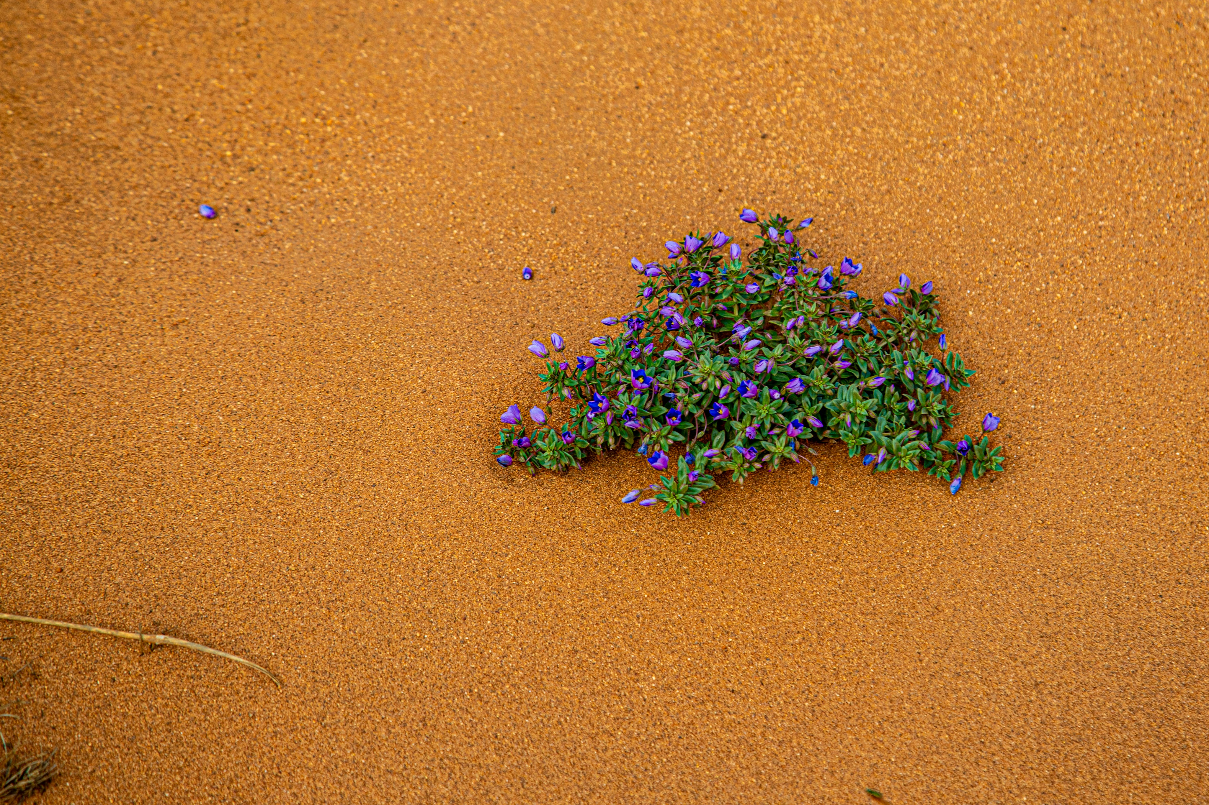 Purple bloom on rust-orange canvas