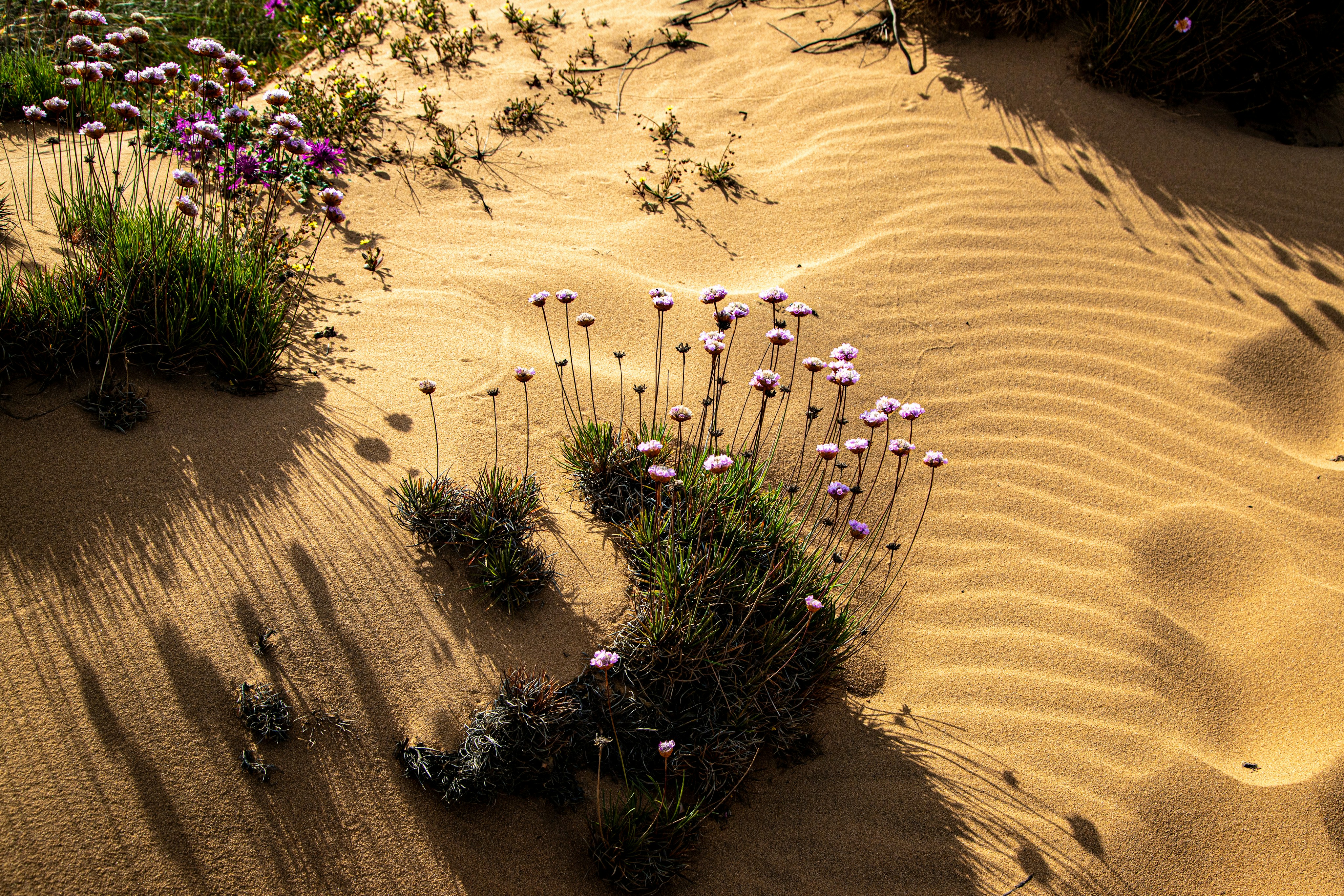 Desert Dune Bloom: Wildflowers in Sand Shadows