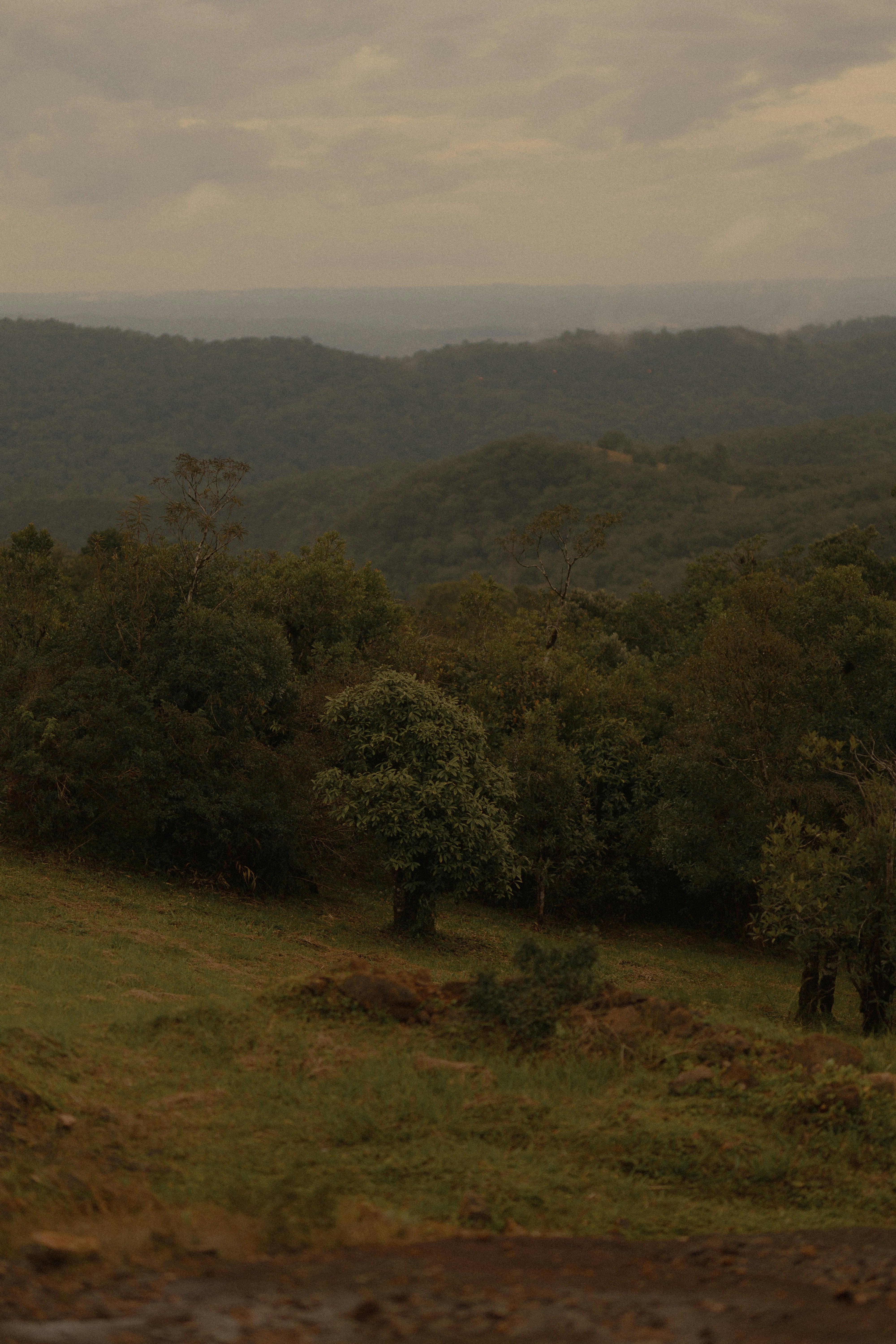 Hushed Hills: A Quiet Ridge Wrapped in Evening Light