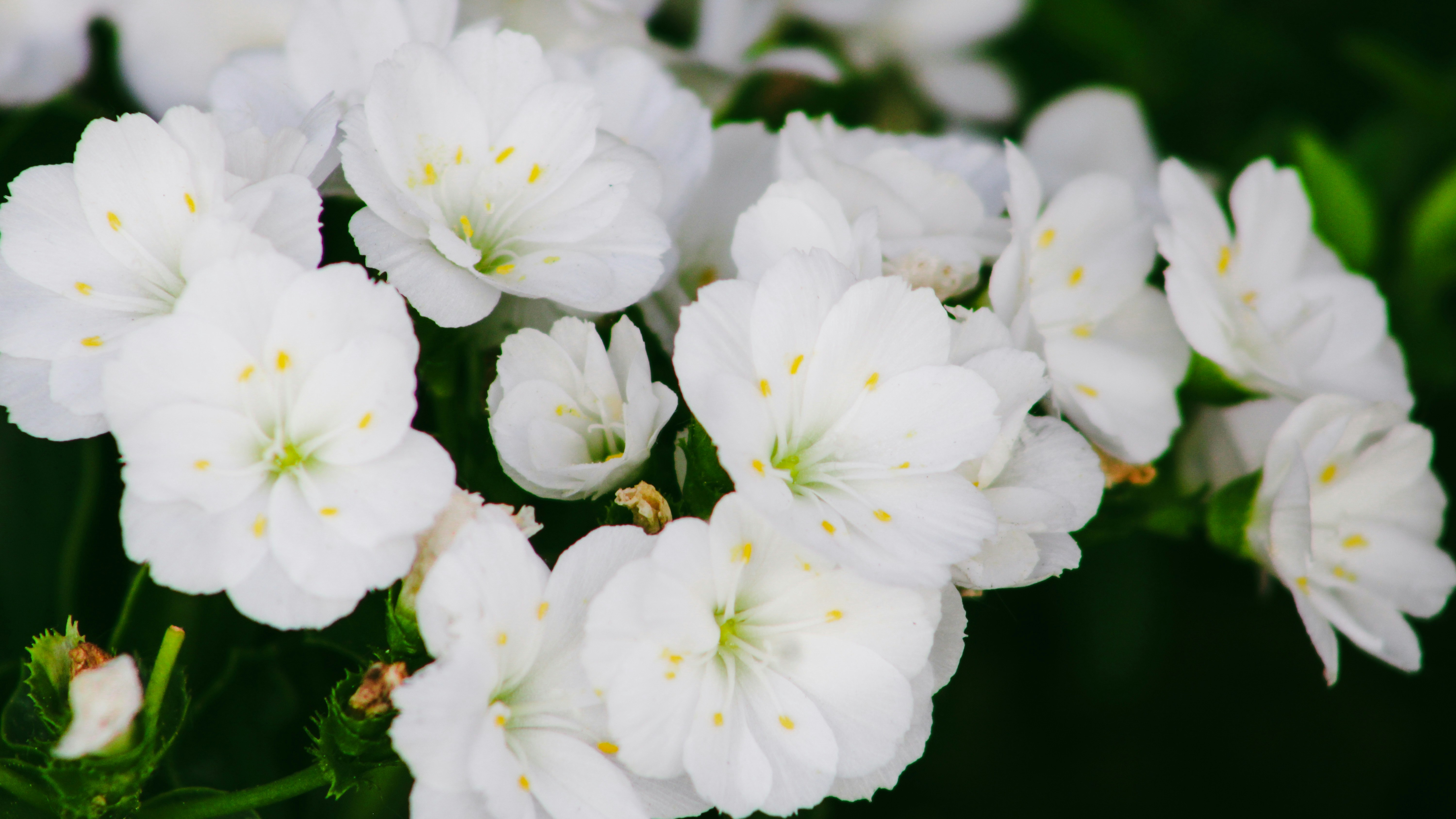Whispers of White: A Bloom of Gentle Petals