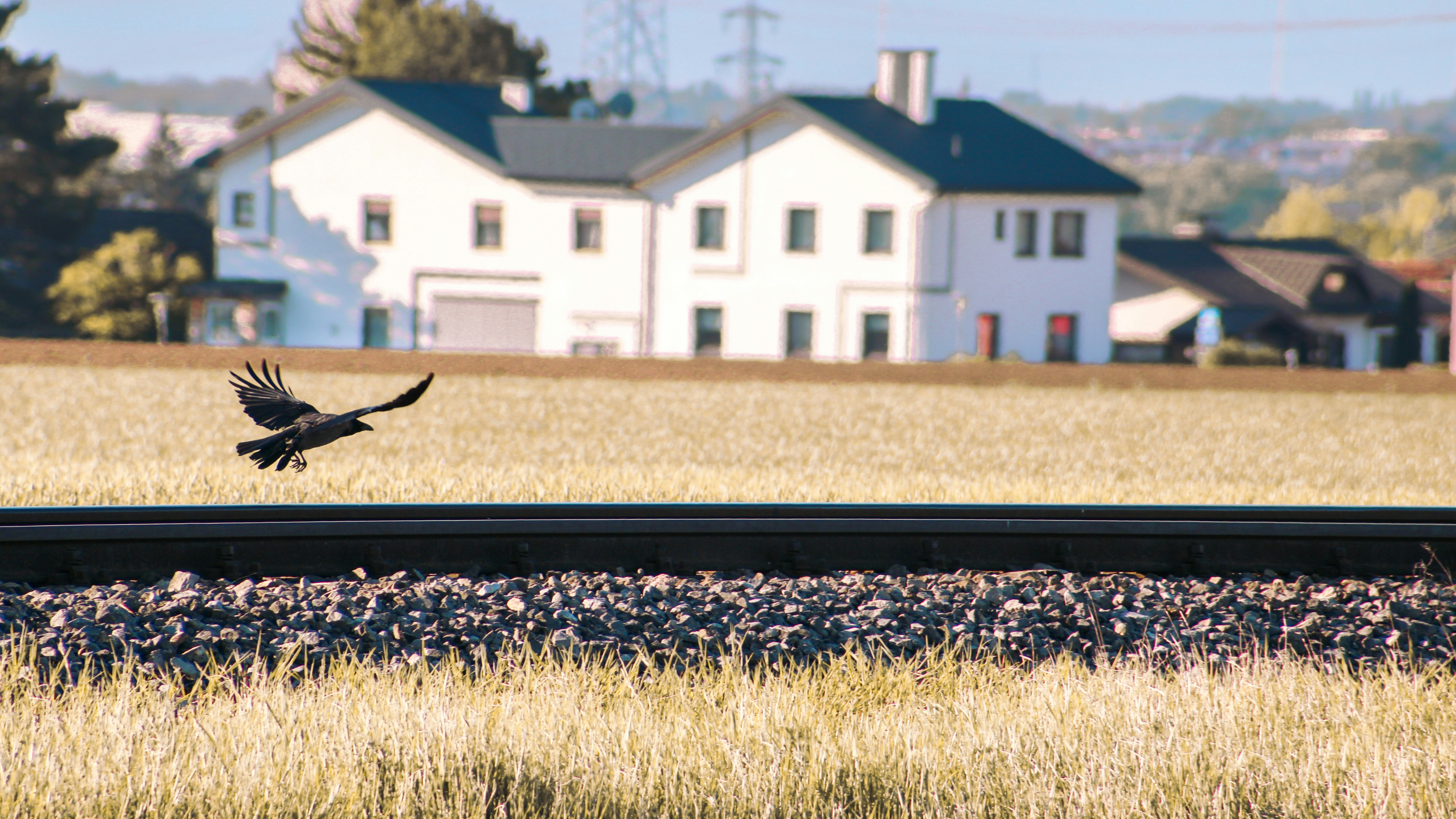 Raven in Profile: A Corridor of Golden Field and Quiet Rails