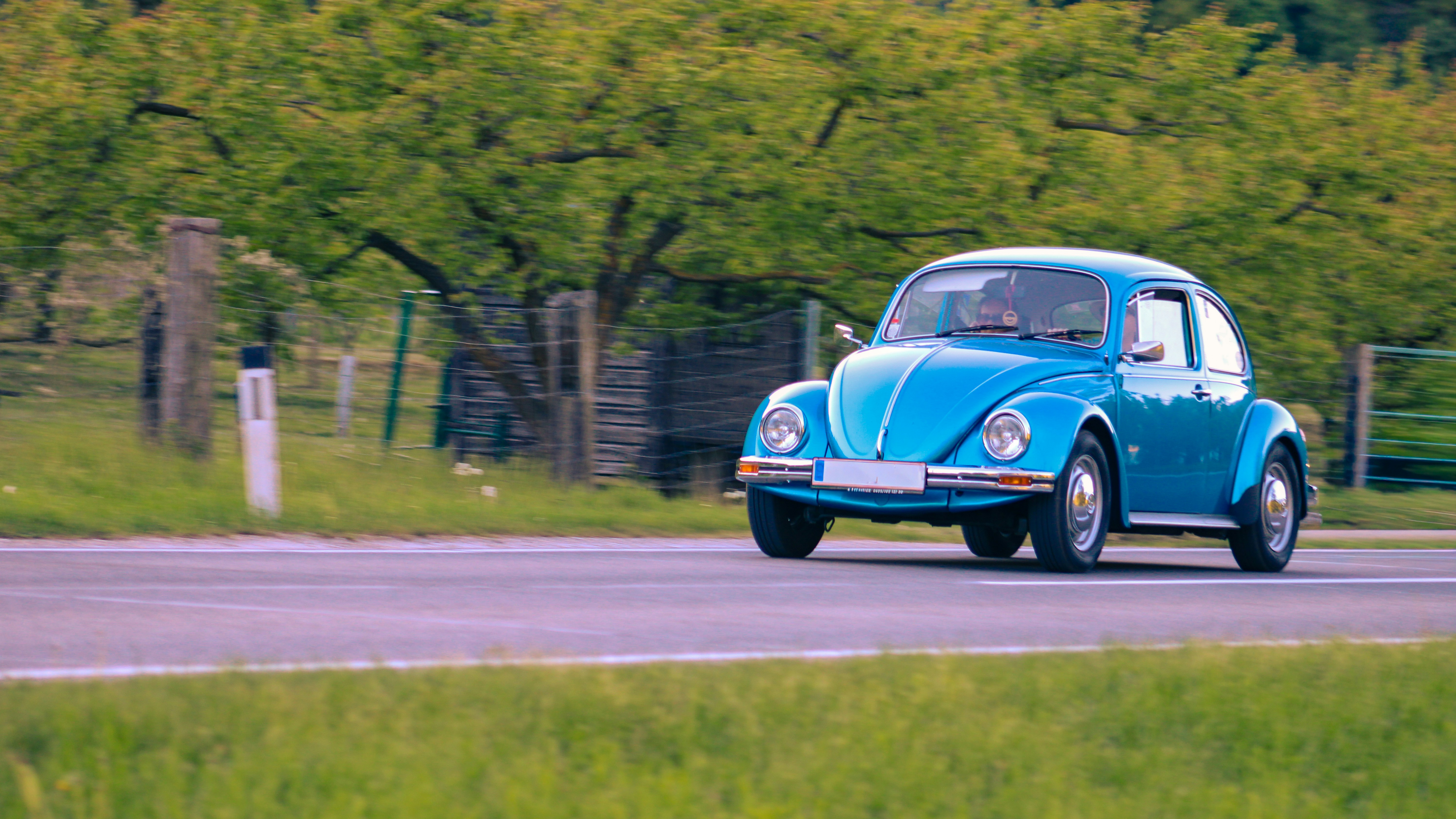 Azure Beetle on the Country Road
