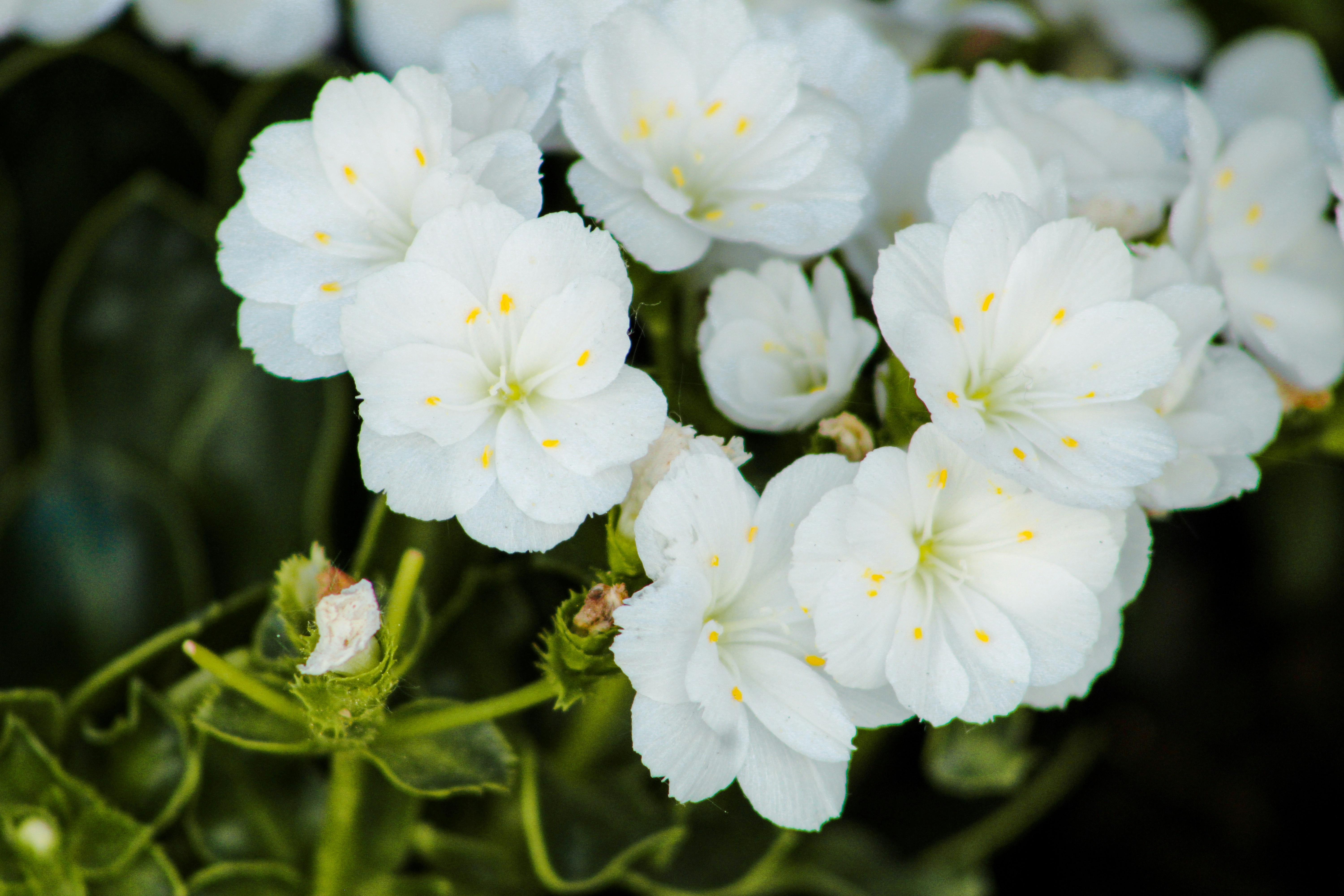 White Petal Mosaic: A Quiet Cluster in Focus