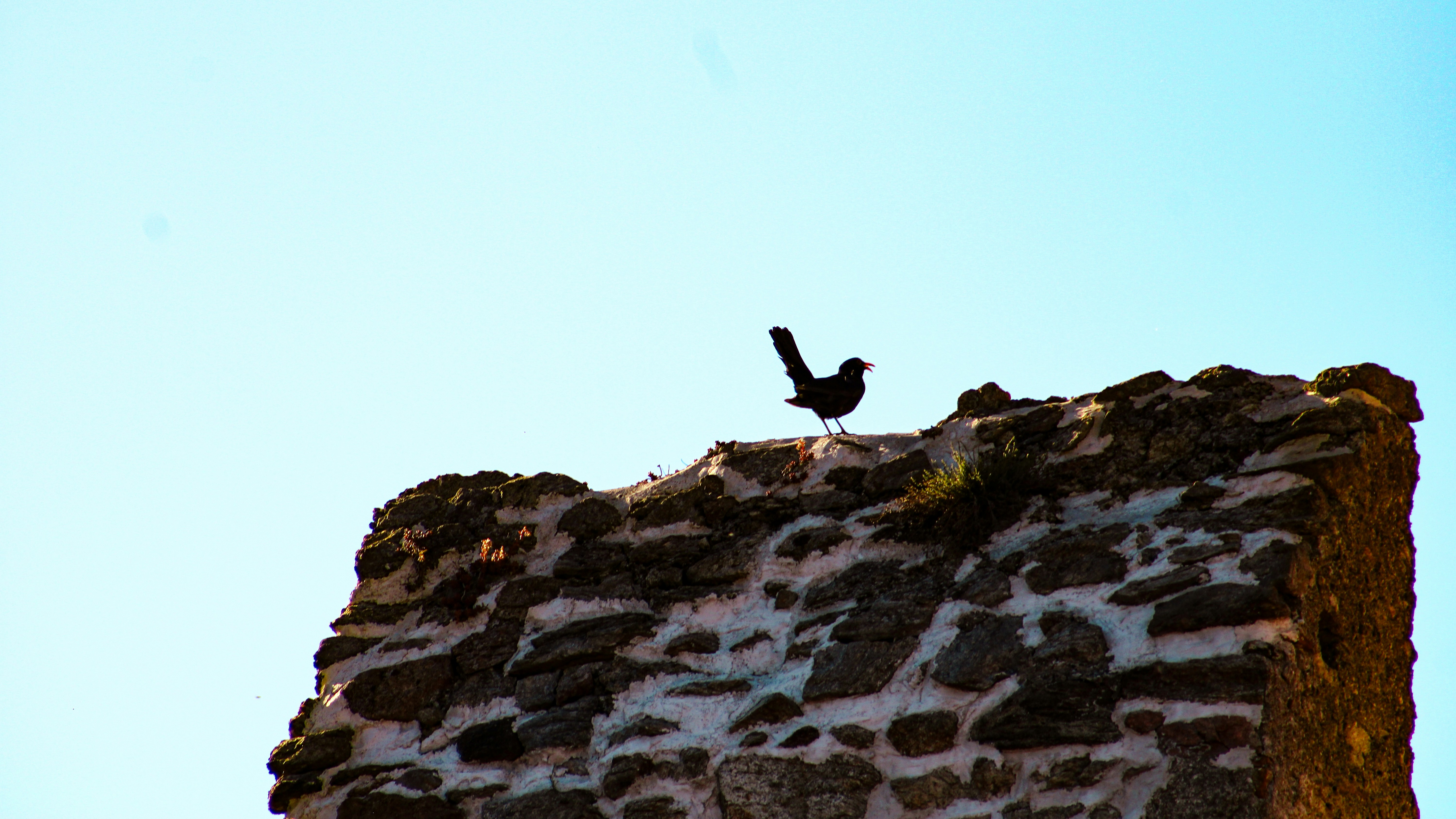 A Sparrow on the Ruins: Single Bird Above the Stone Face