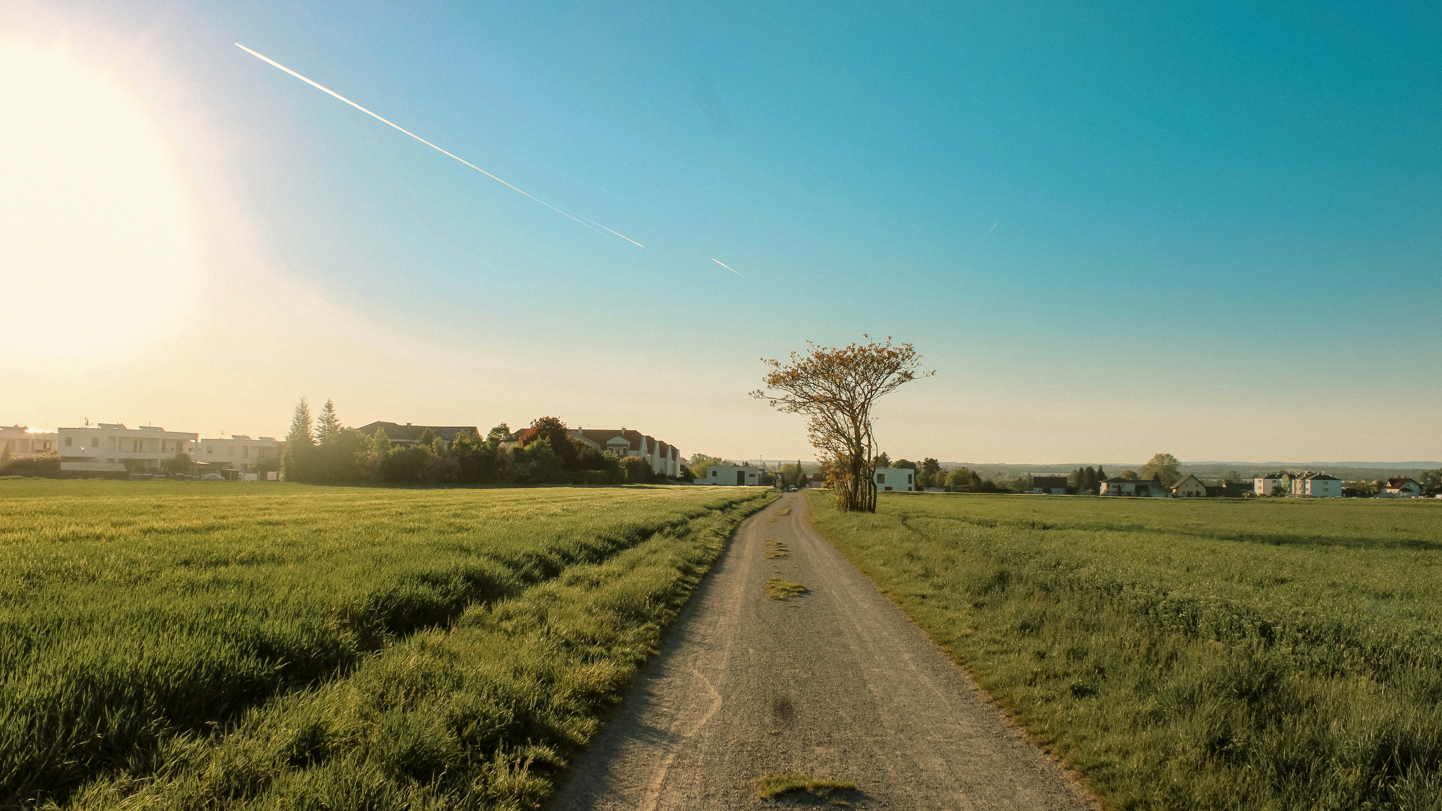 Sunlit Lane to the Distant Tree