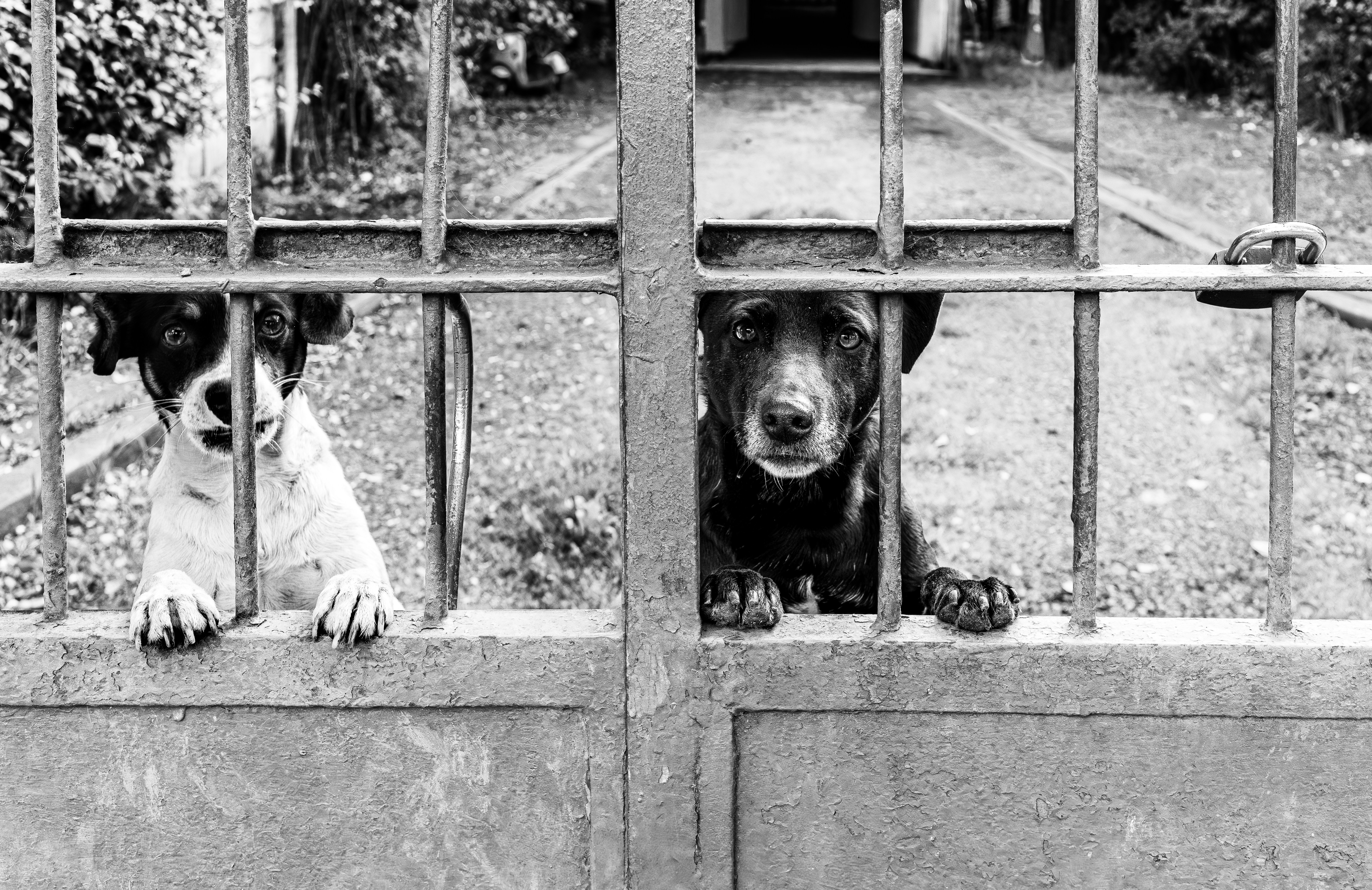 Curious Guardians at the Gate