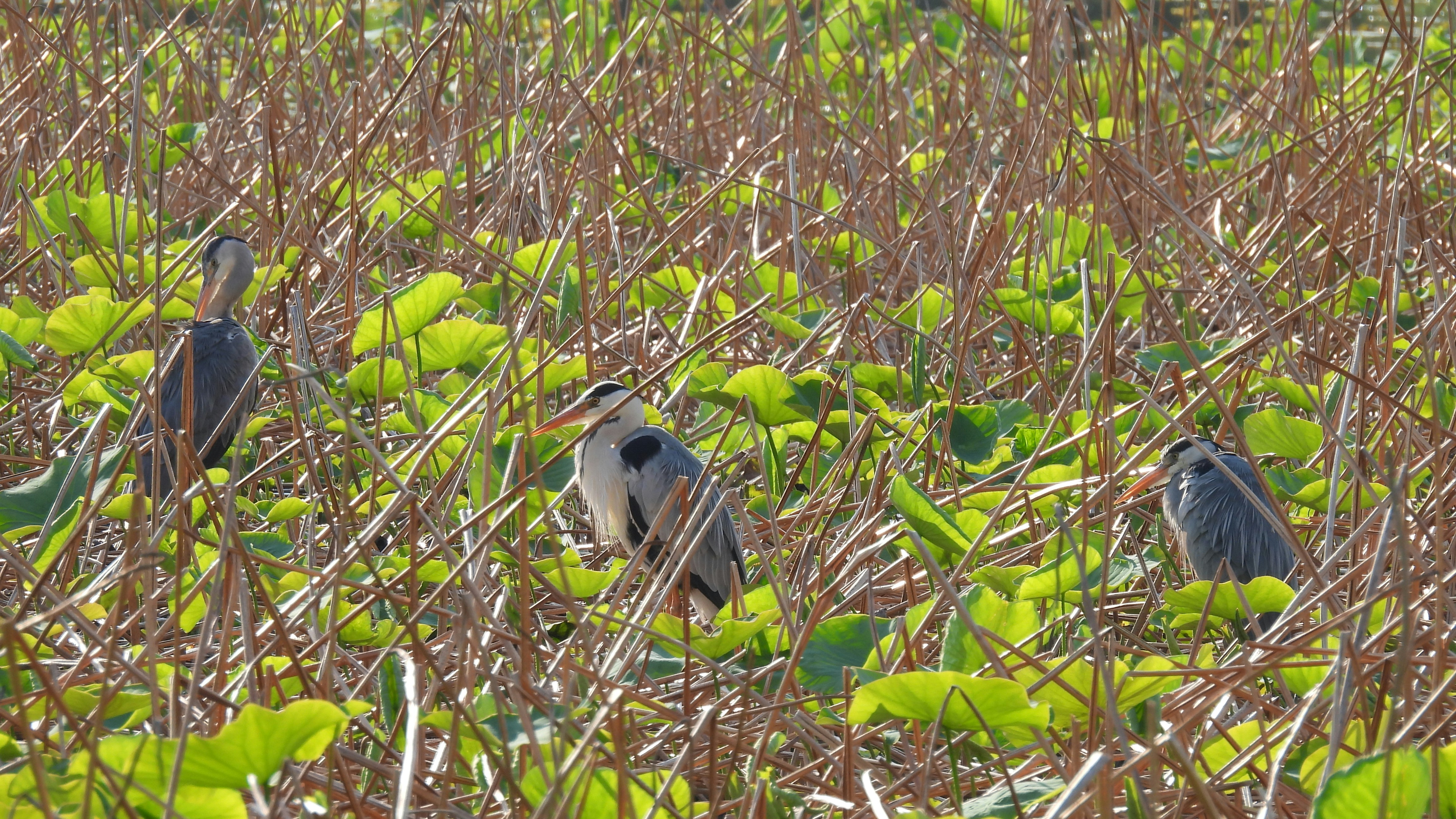 Heron Trio in a Chestnut Tangle: Silent Perch Among Reeds