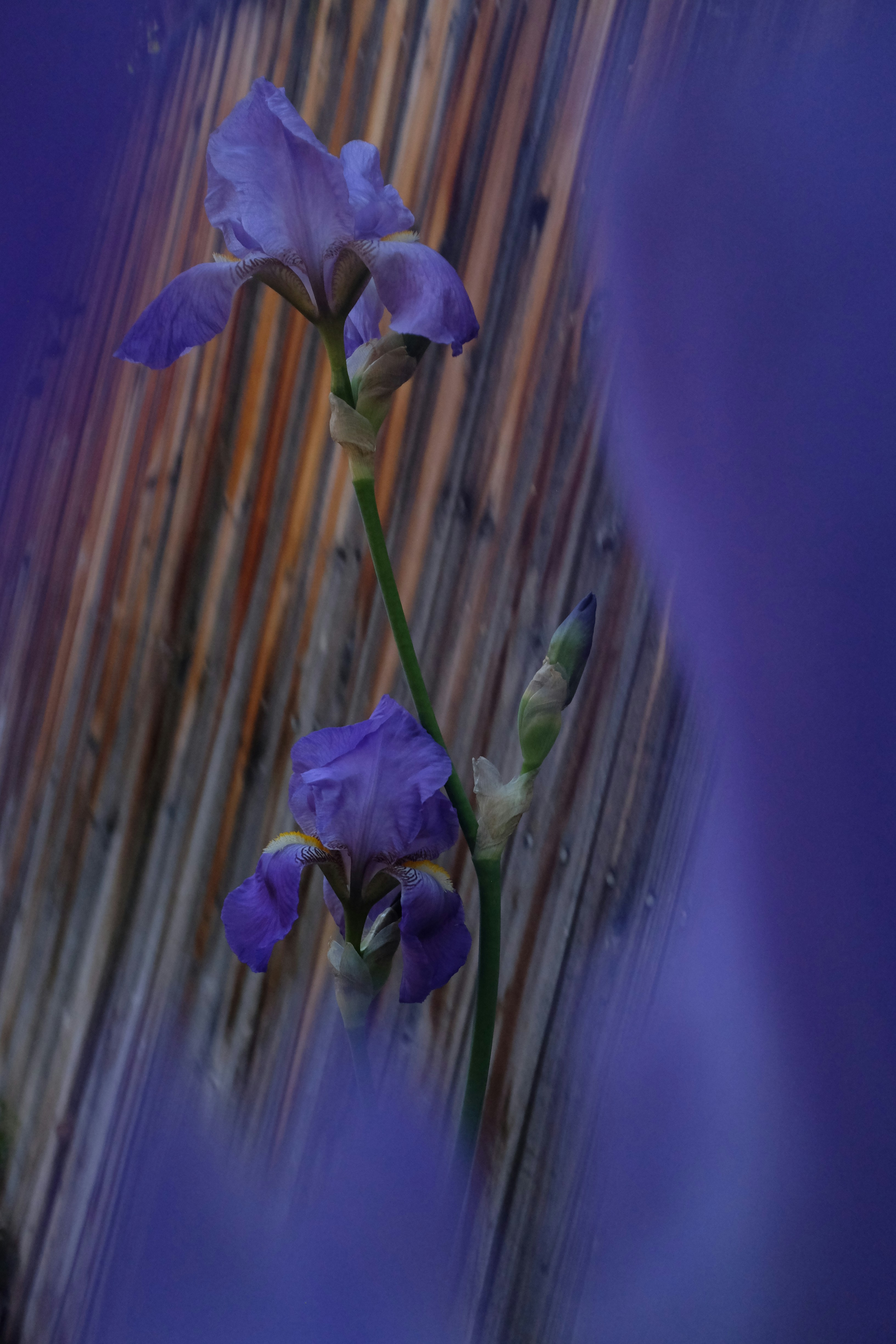 Iris in a Veil: Violet Blooms Against a Looming Shadow of Petals