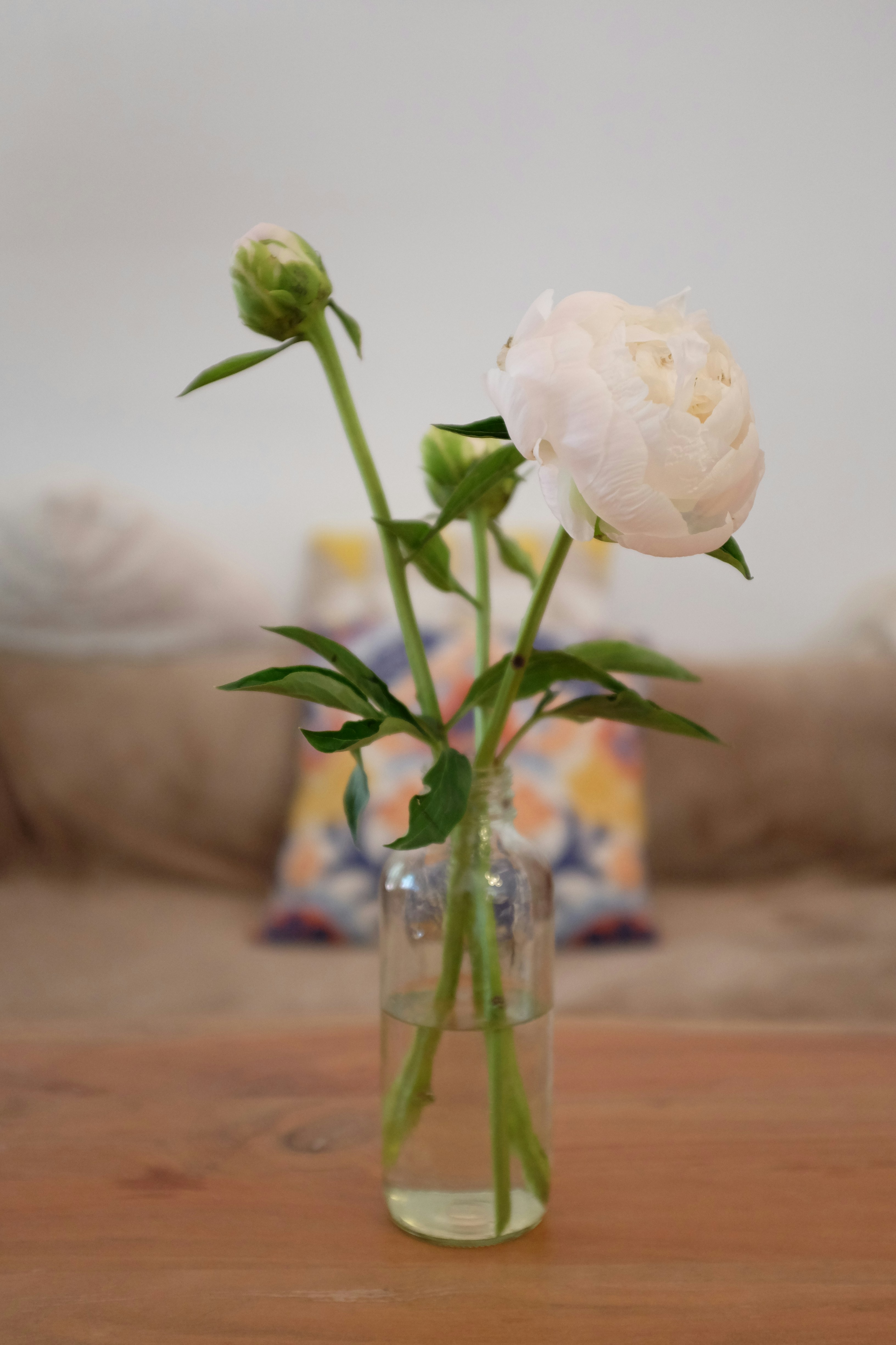 White peony in a glass vase: quiet still life on a wooden table