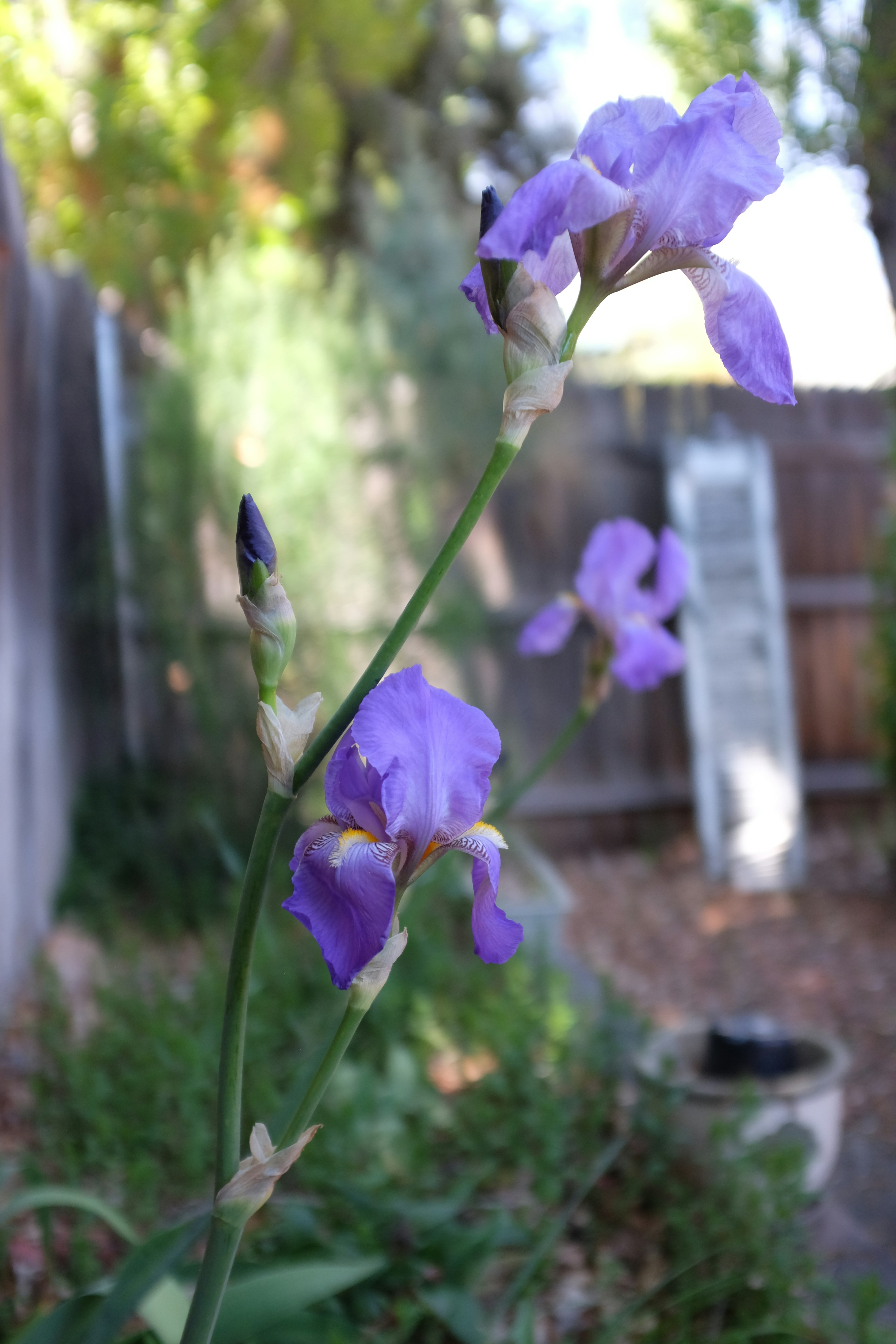 Iris in a Quiet Backyard Light