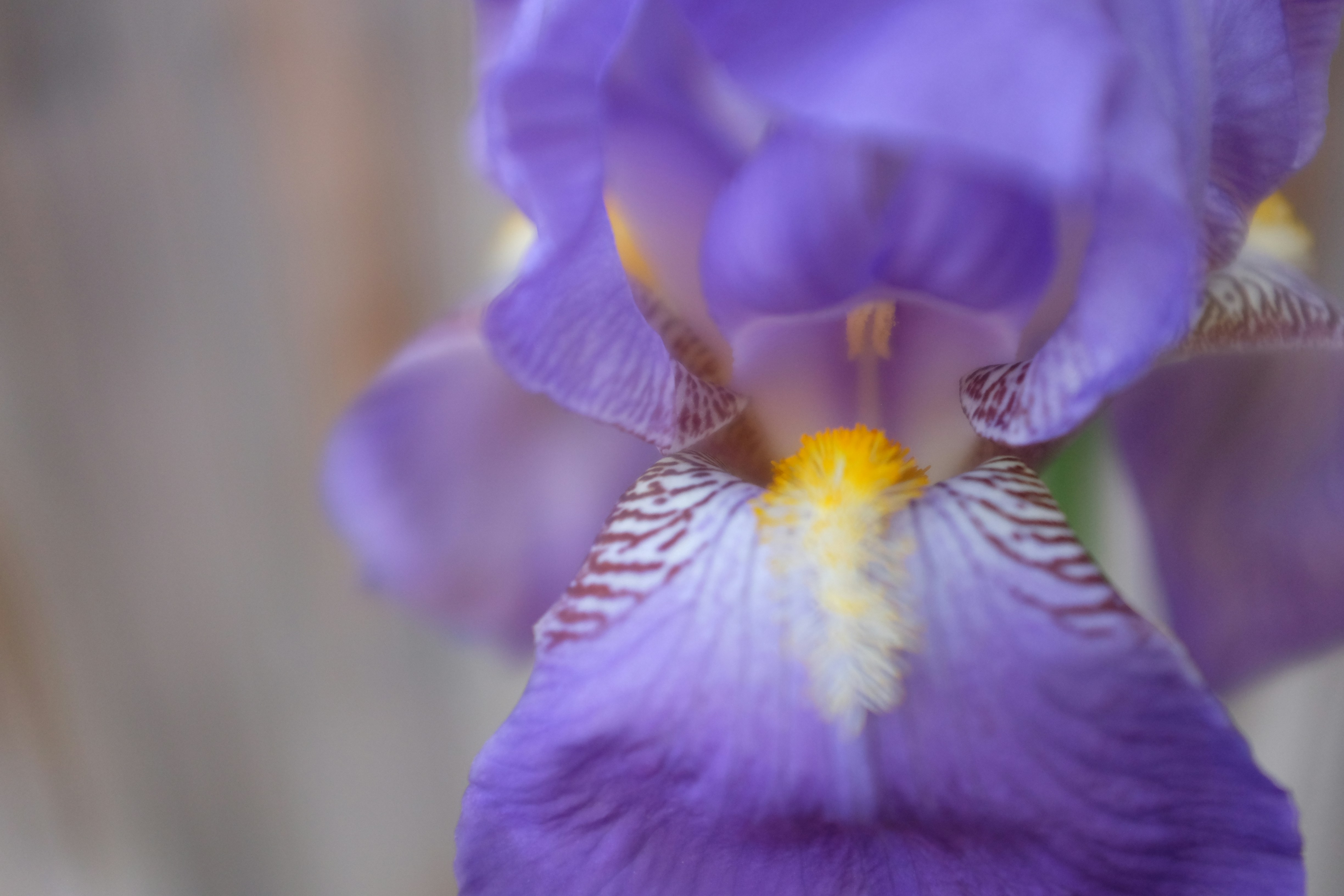 Purple Iris Close-Up: Velvet Petals and Hidden Burst of Color