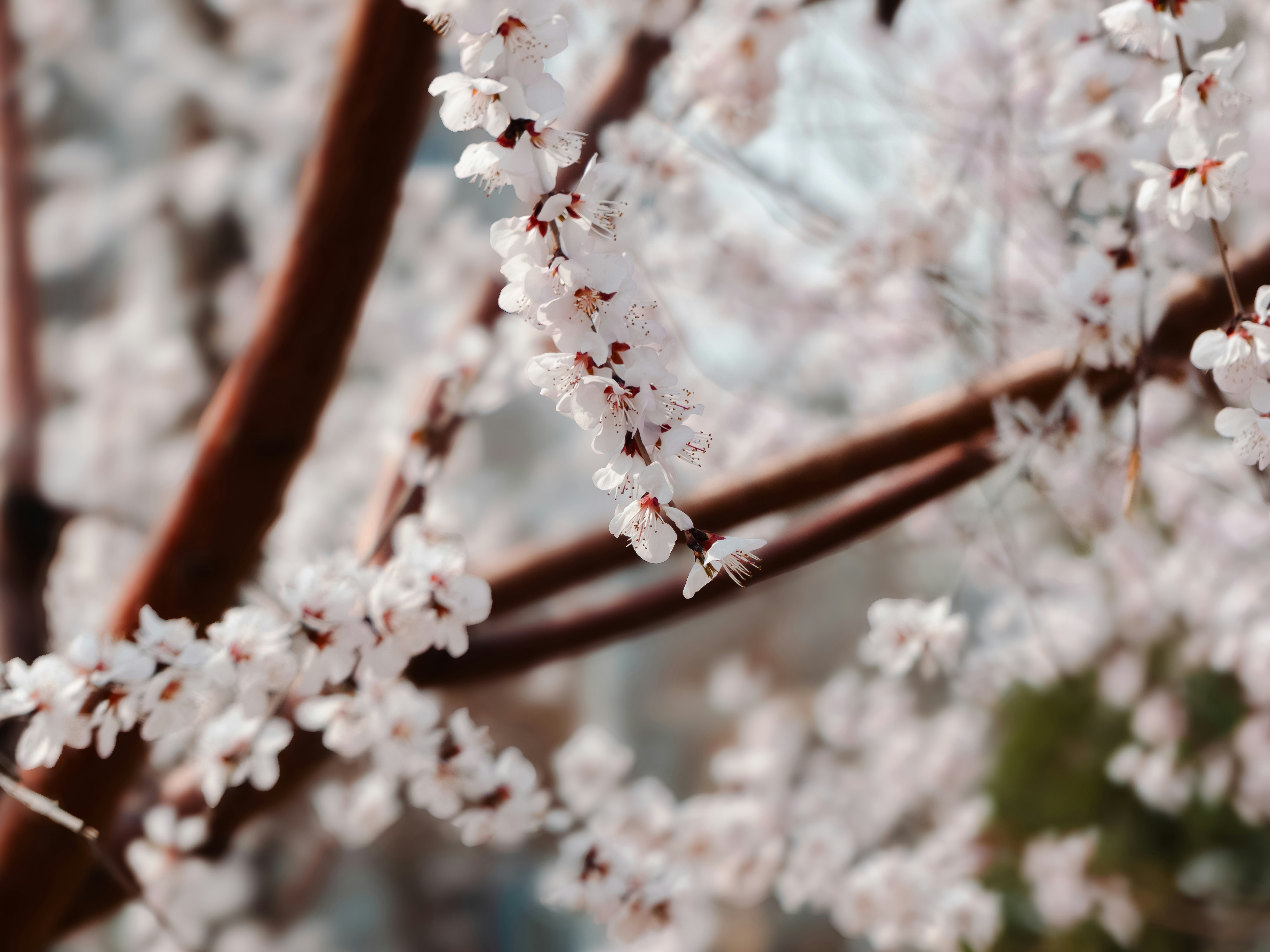 Blossoms in Focus: Delicate White Rivers on Elm Branches