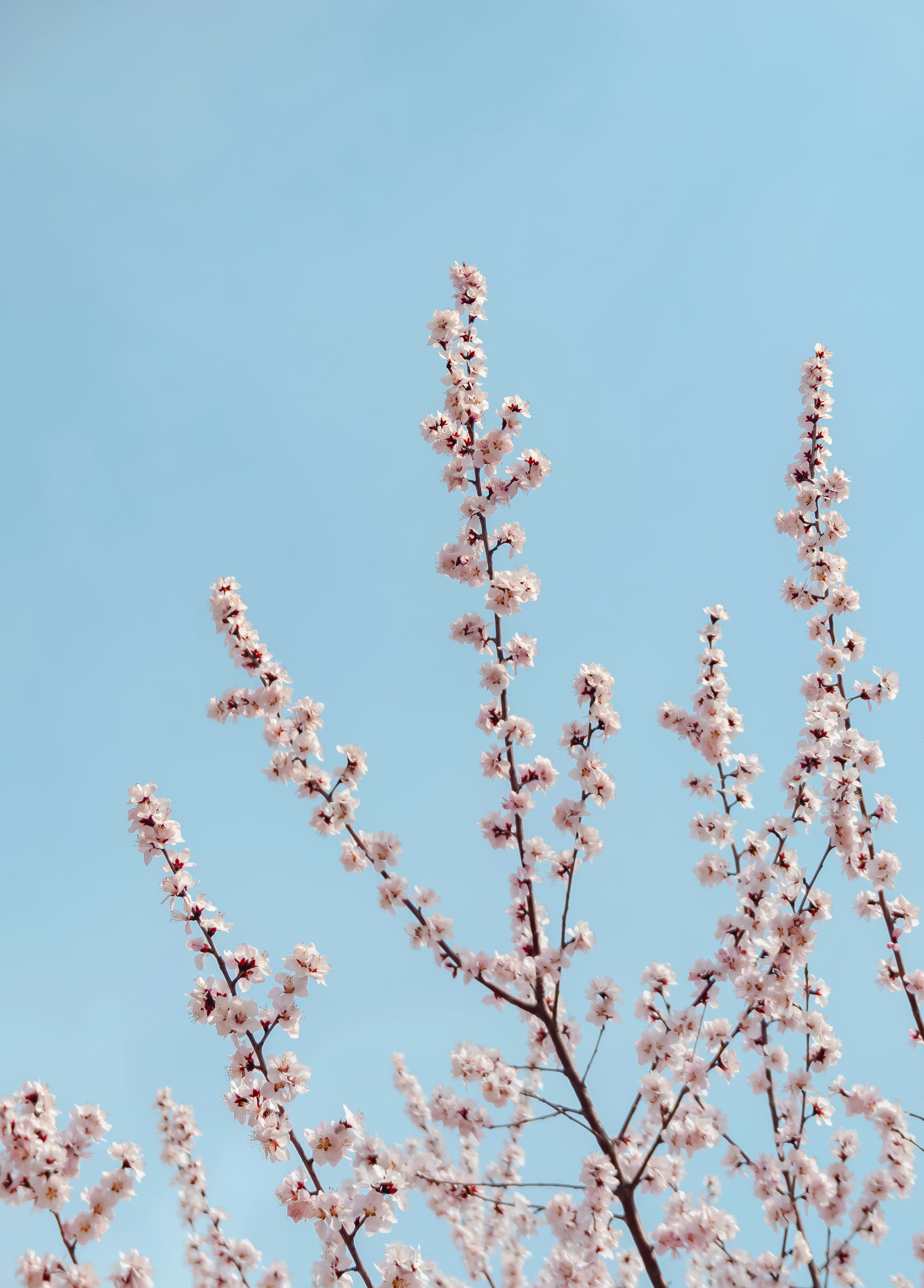 Blossoms Reaching for the Quiet Blue