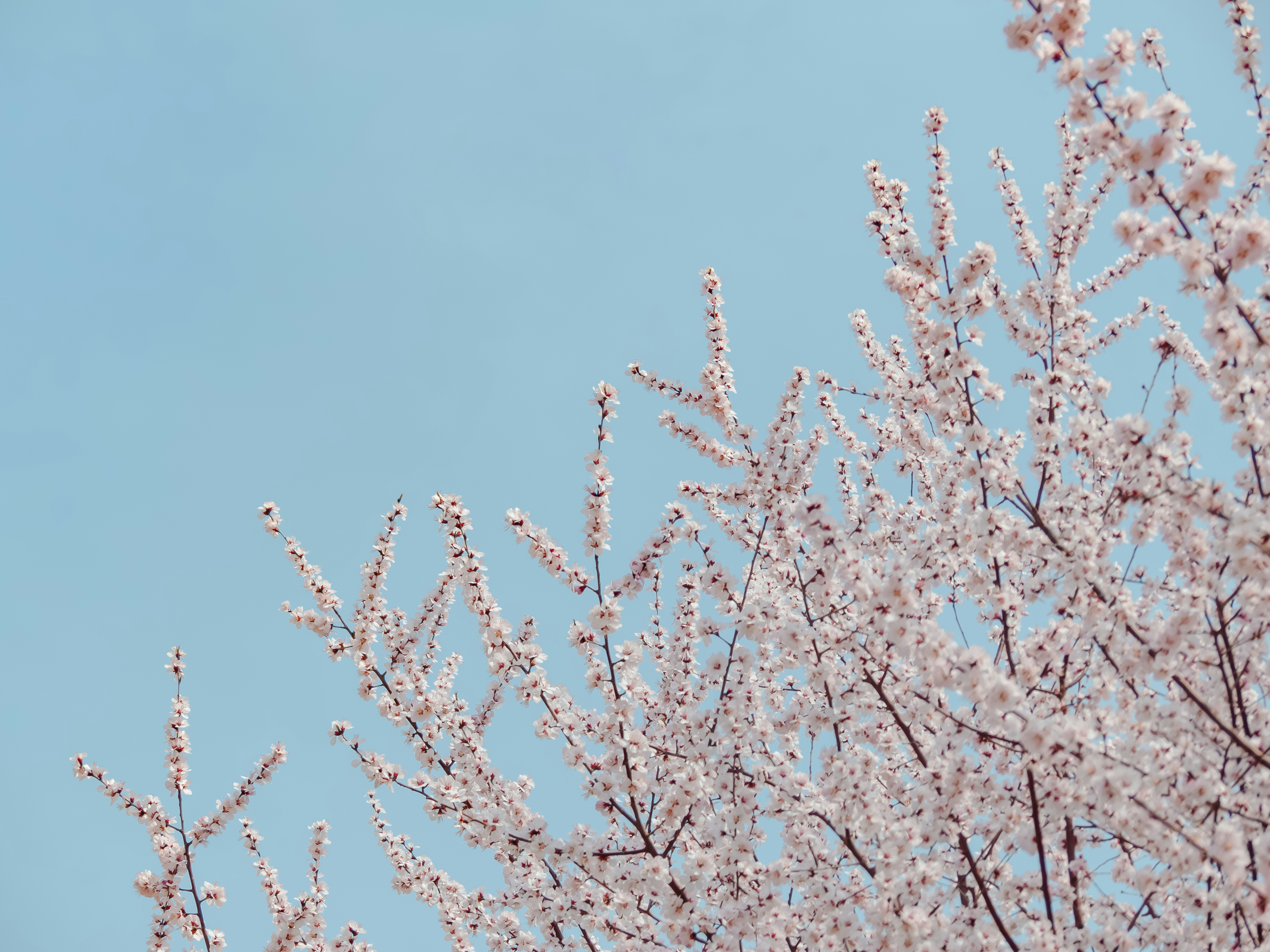 Blush Bloom Tangle Under a Clear Sky