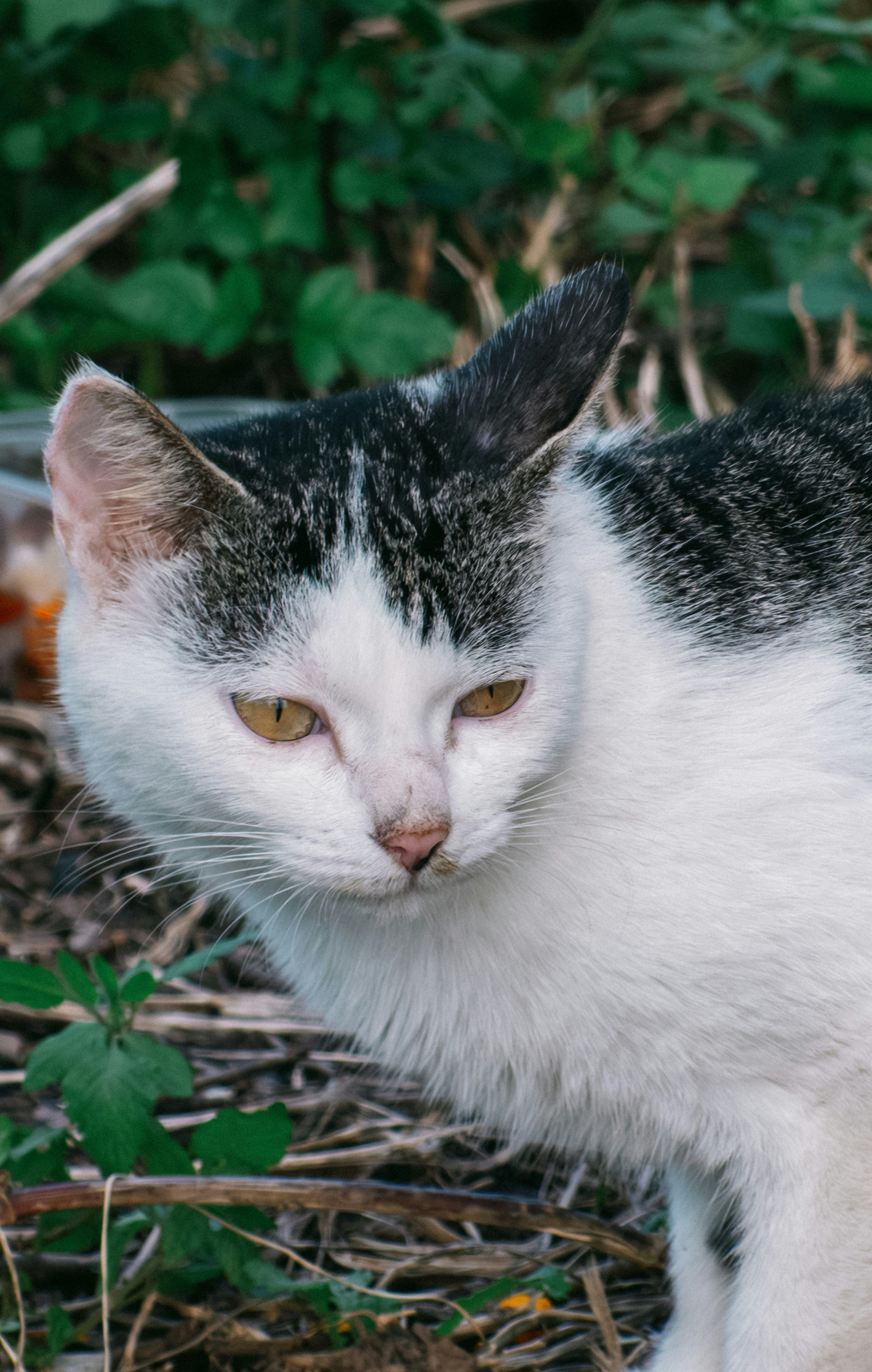Soft-Eye Look: A Cat's Calm Gaze Amid Greenery
