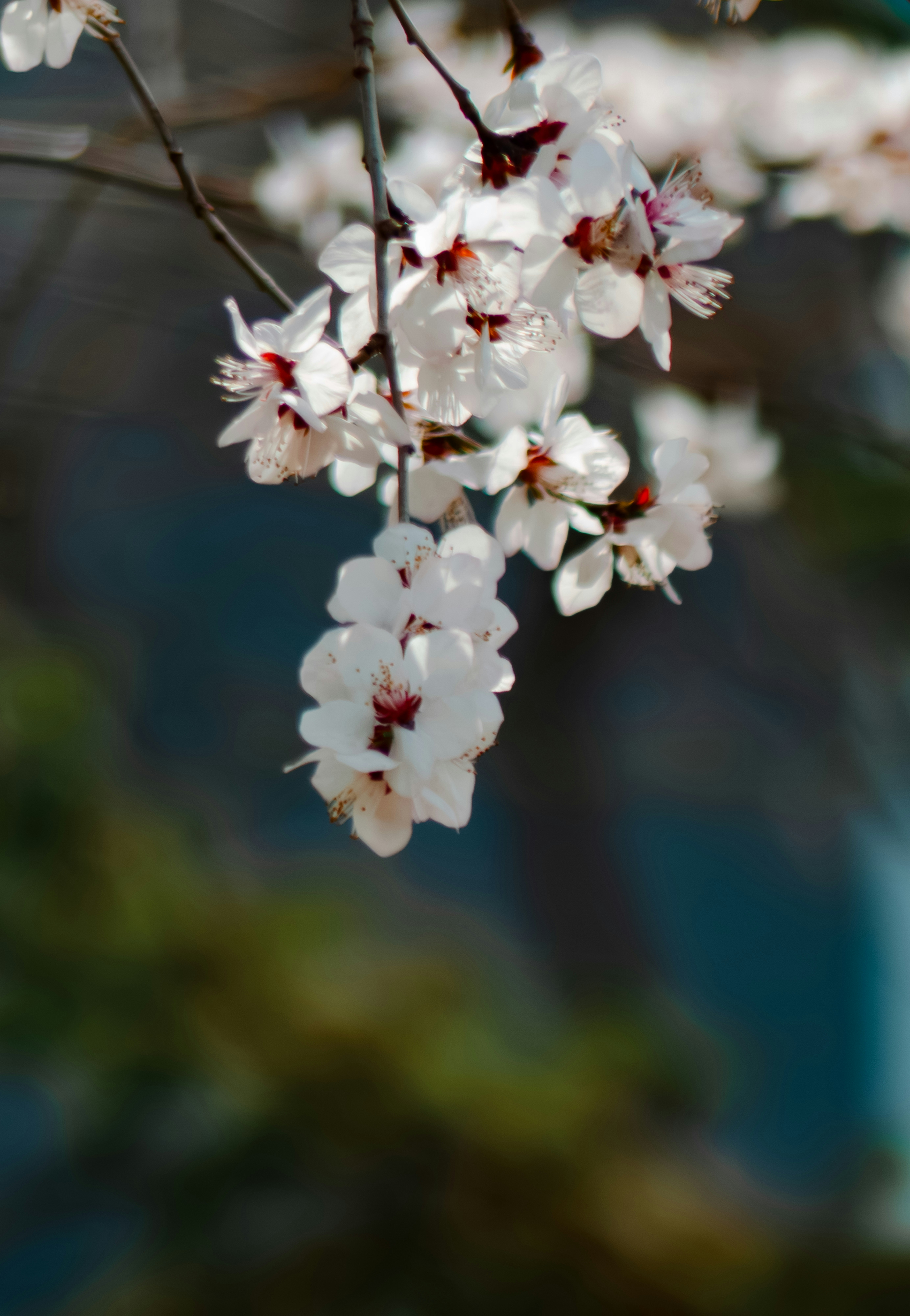 Blooms in Soft Focus: A Branch of White Petals in Evening Blur