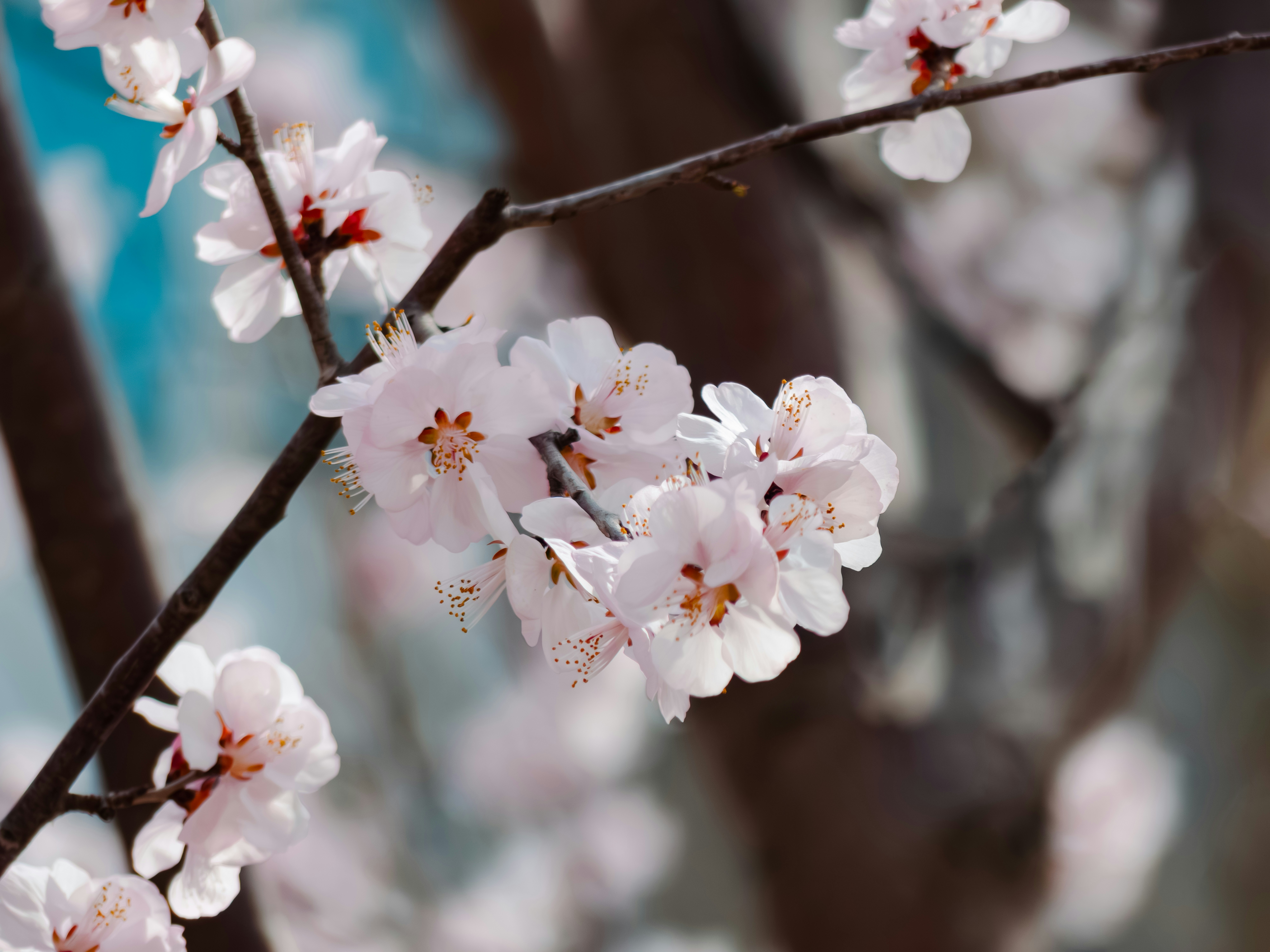 Blossoms in Focus: a Close-Up of Delicate Cherry Petals