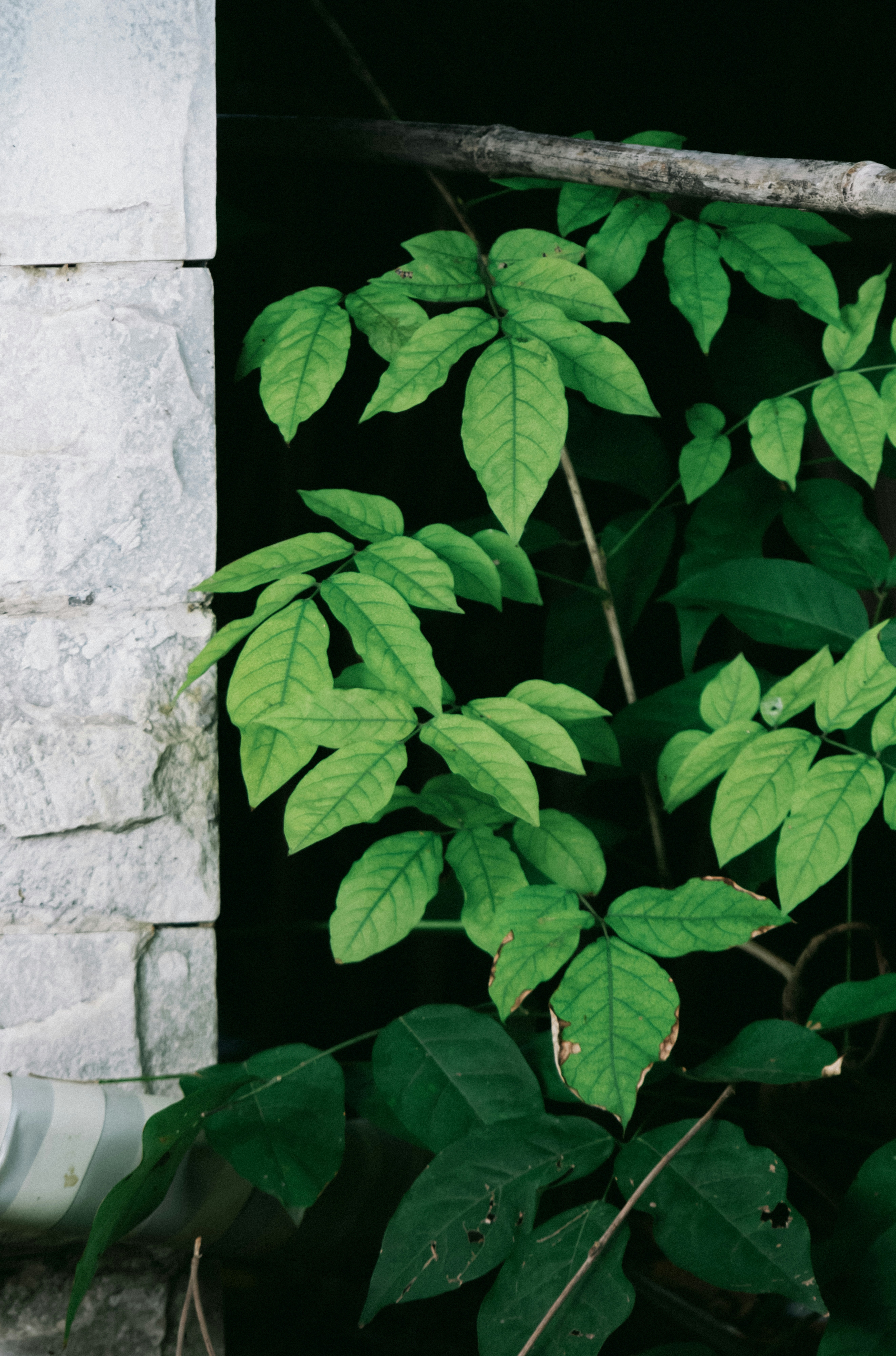 Vines and Stone: Greenery Creeping Along a Gap in the Wall