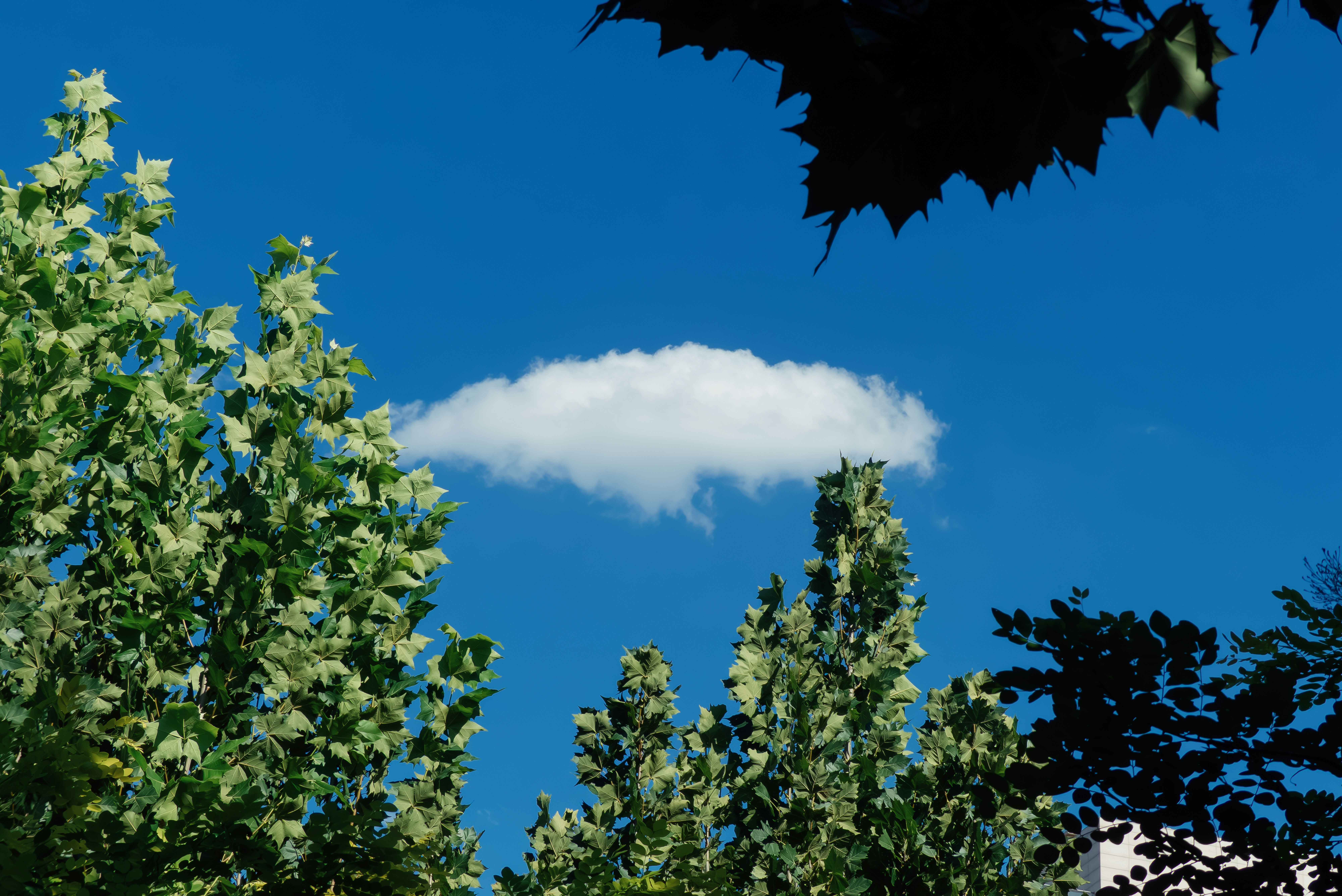Blue Sky, Green Treeline, and a Floating Cloud
