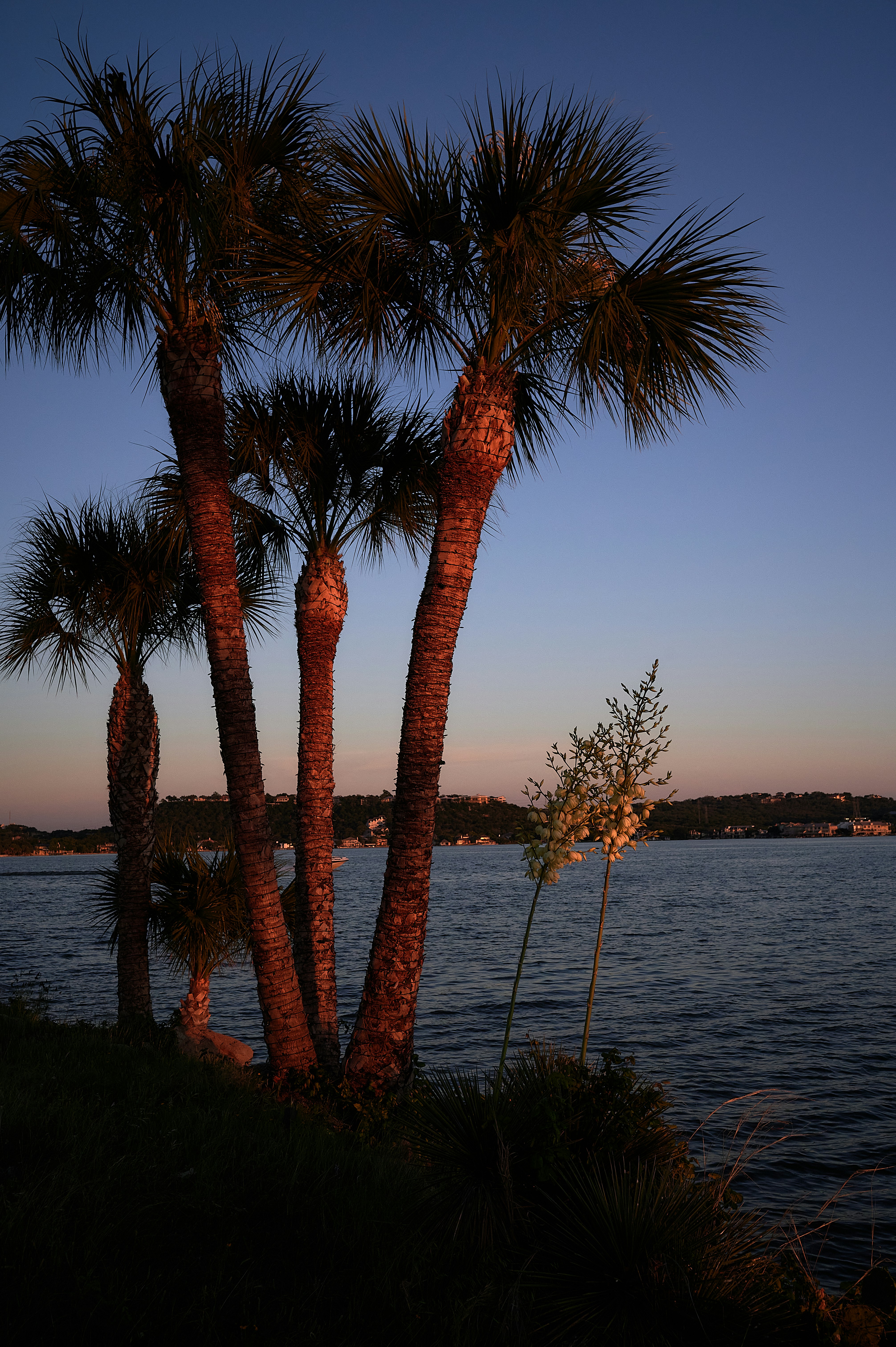 Sunset Palms Over Quiet Water