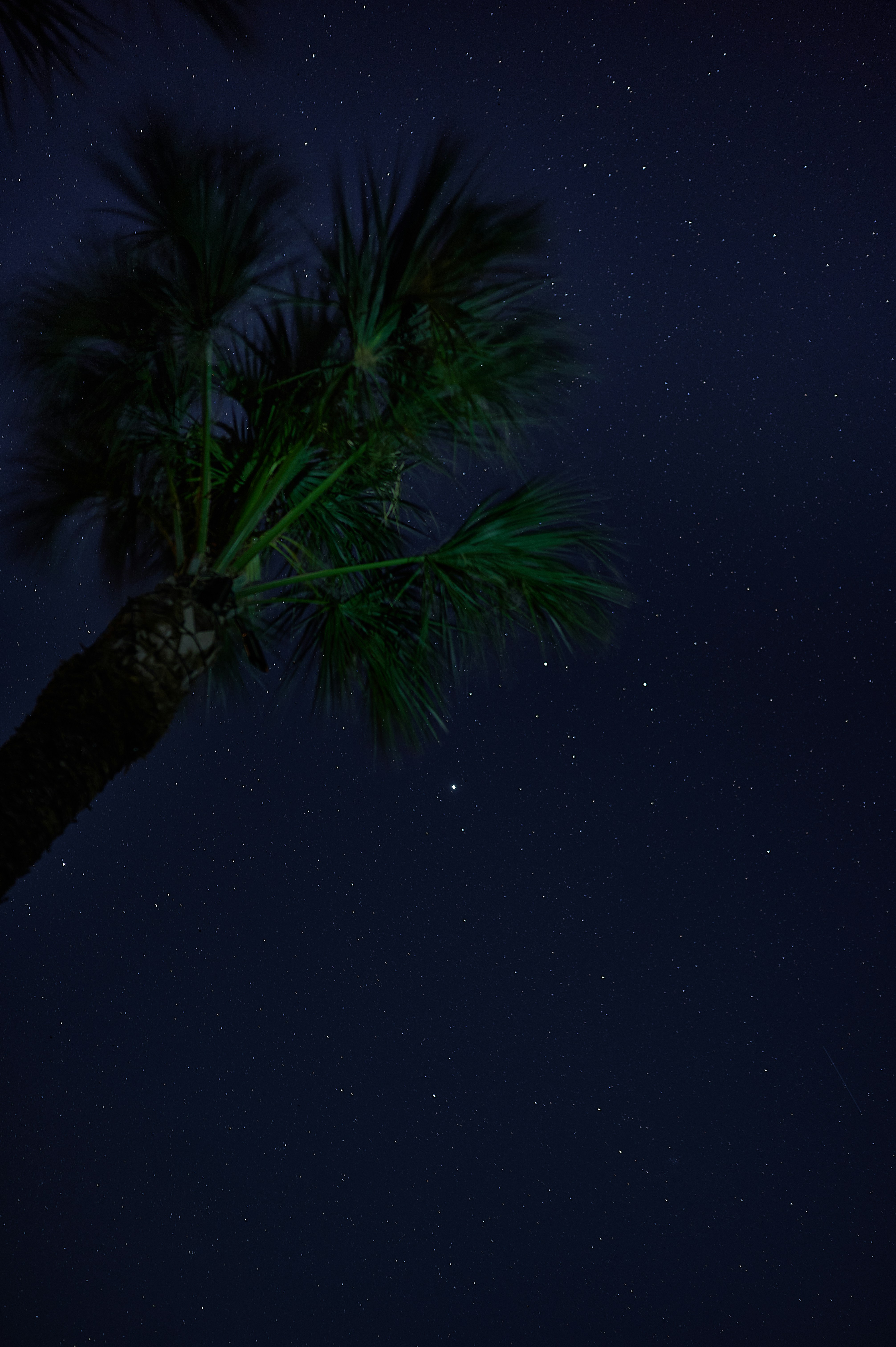Palm Silhouette Under a Starry Night