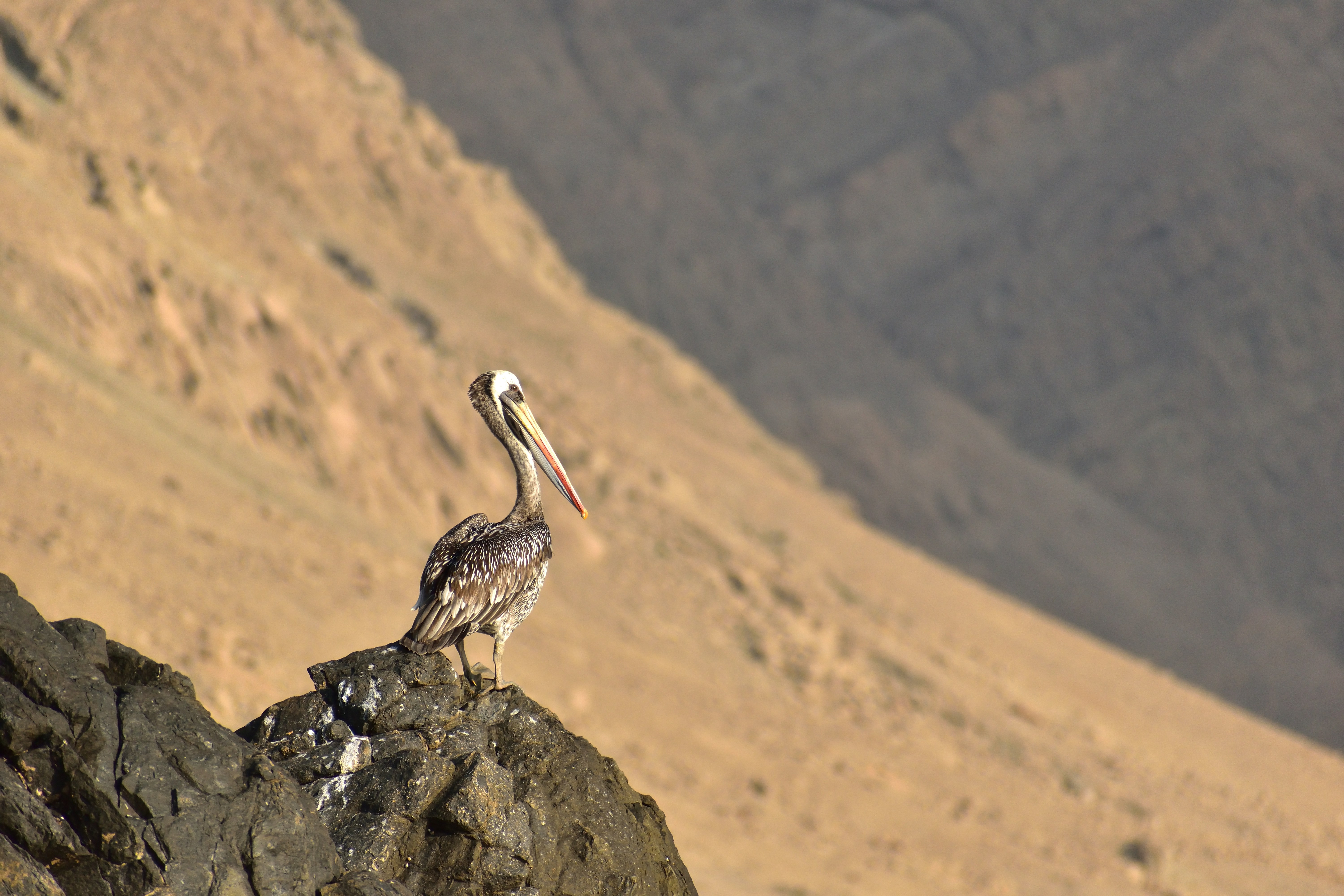Rocky Perch: A Pelagic Pelican Surveying a Sunlit Rift