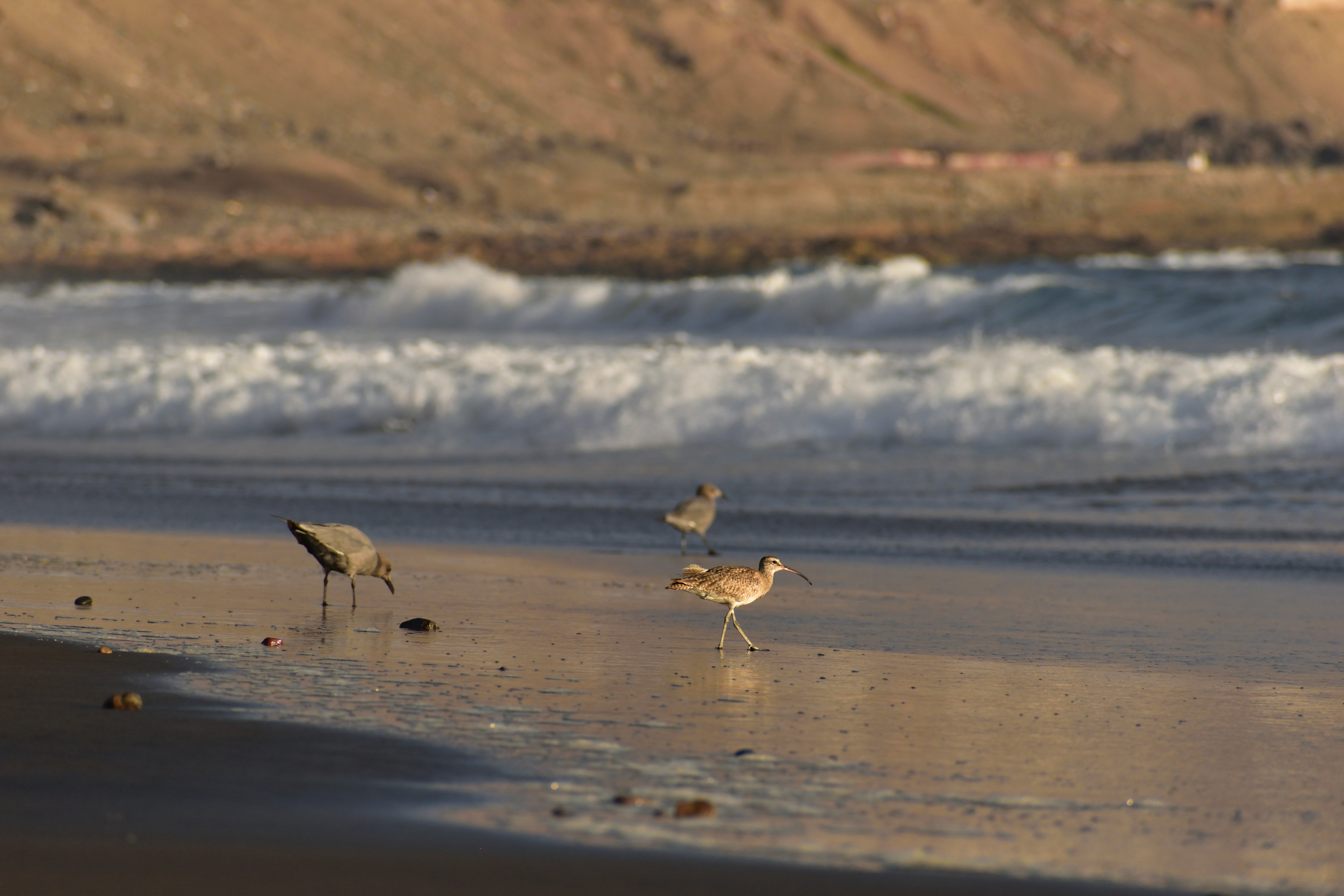 Two Shorebirds at the Waterline: Quiet Balance on a Beach Moment