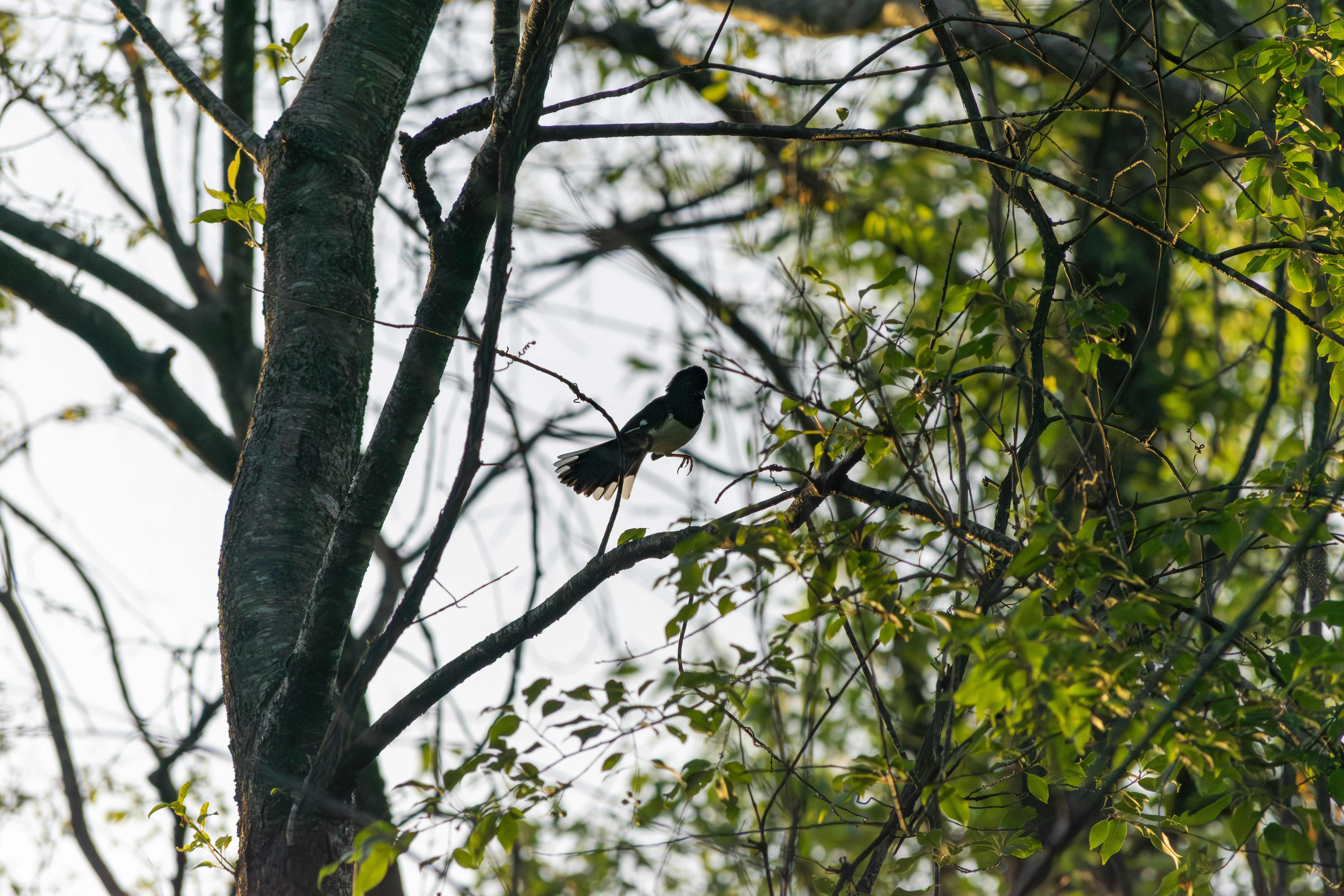 Low Branches, High Flight: A Sparrow Pauses on a Morning Branch