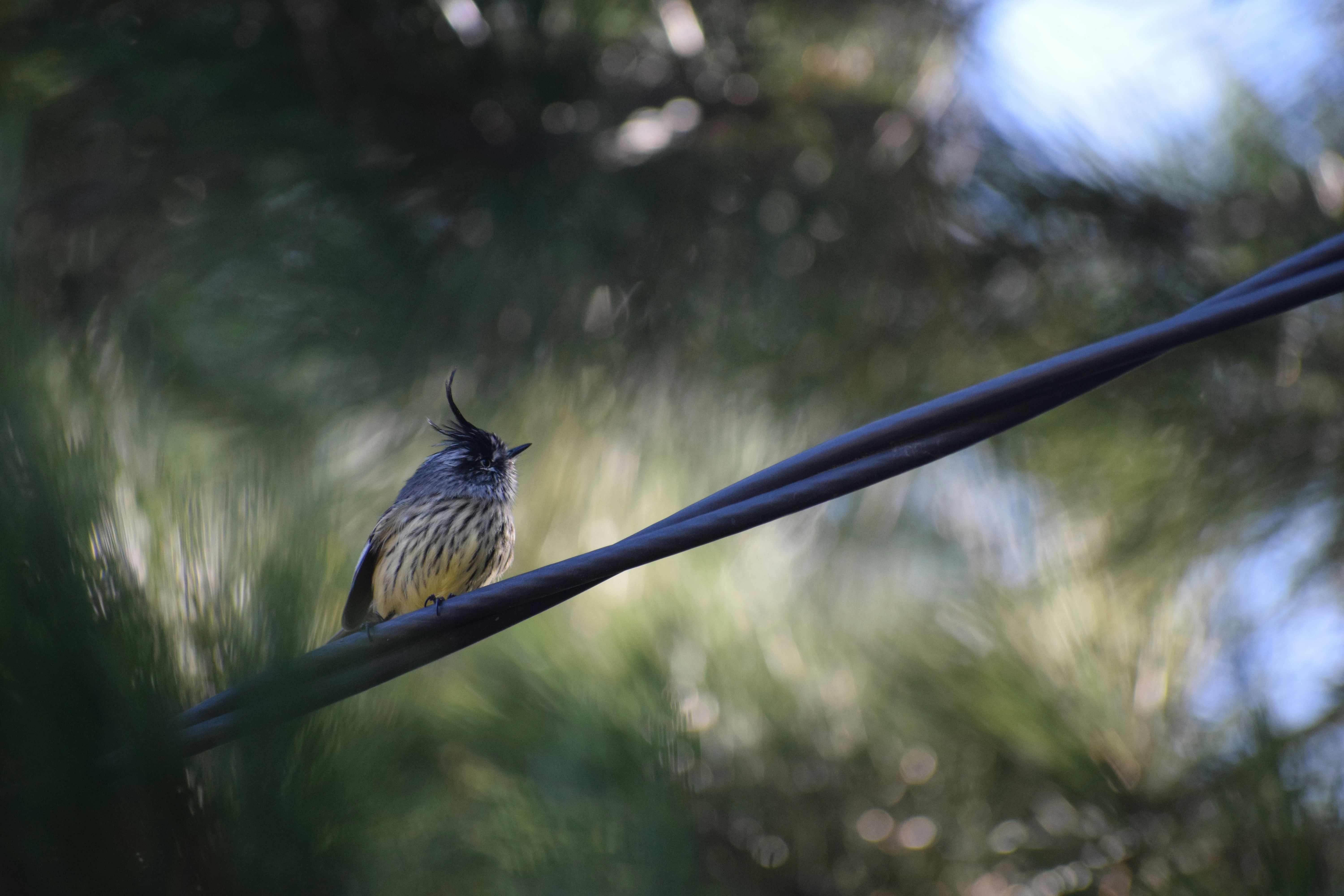 Tiny Warbler on a Slender Wire in Dappled Light