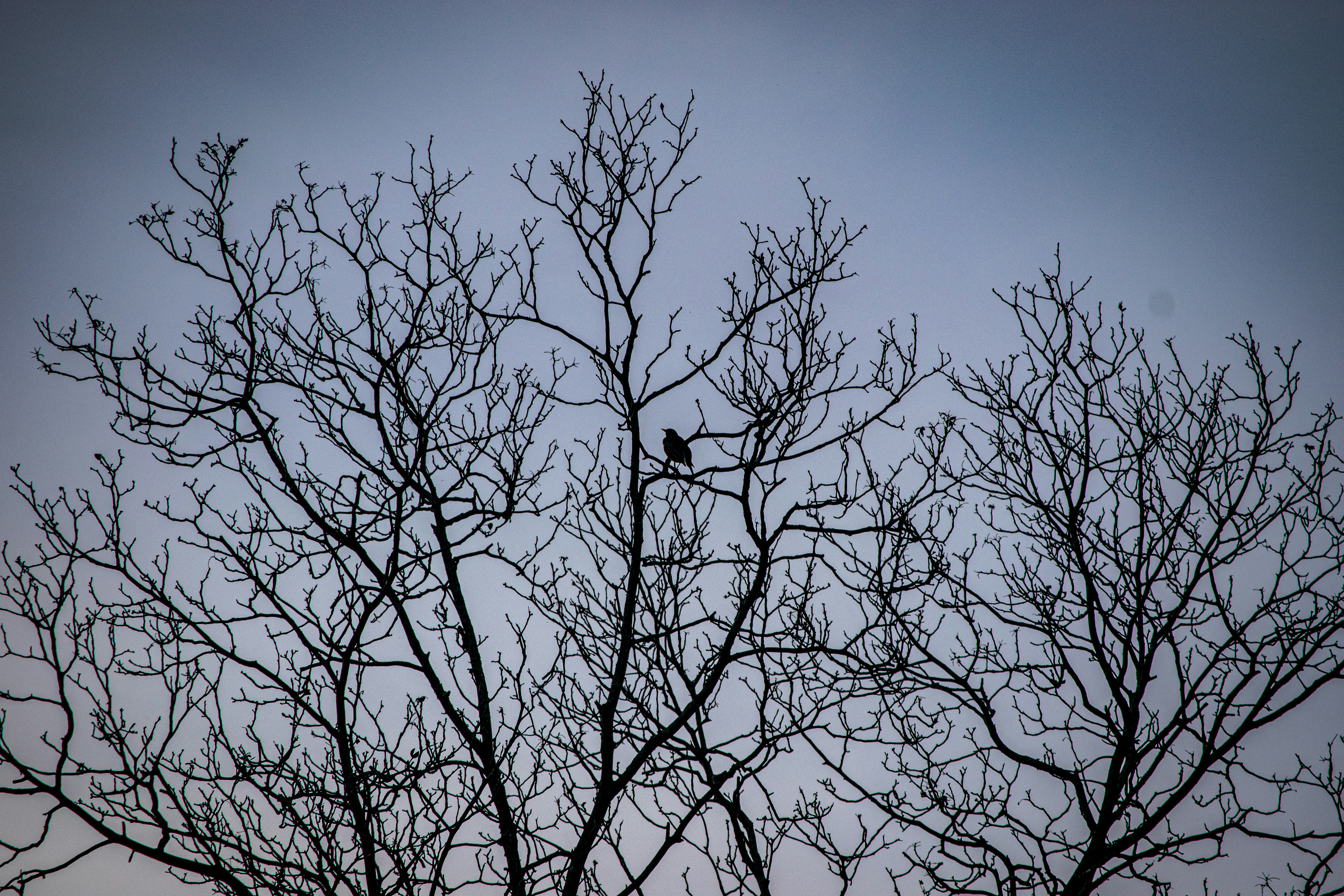Perched Sentinel: A Lone Raven Amid Winter Branches