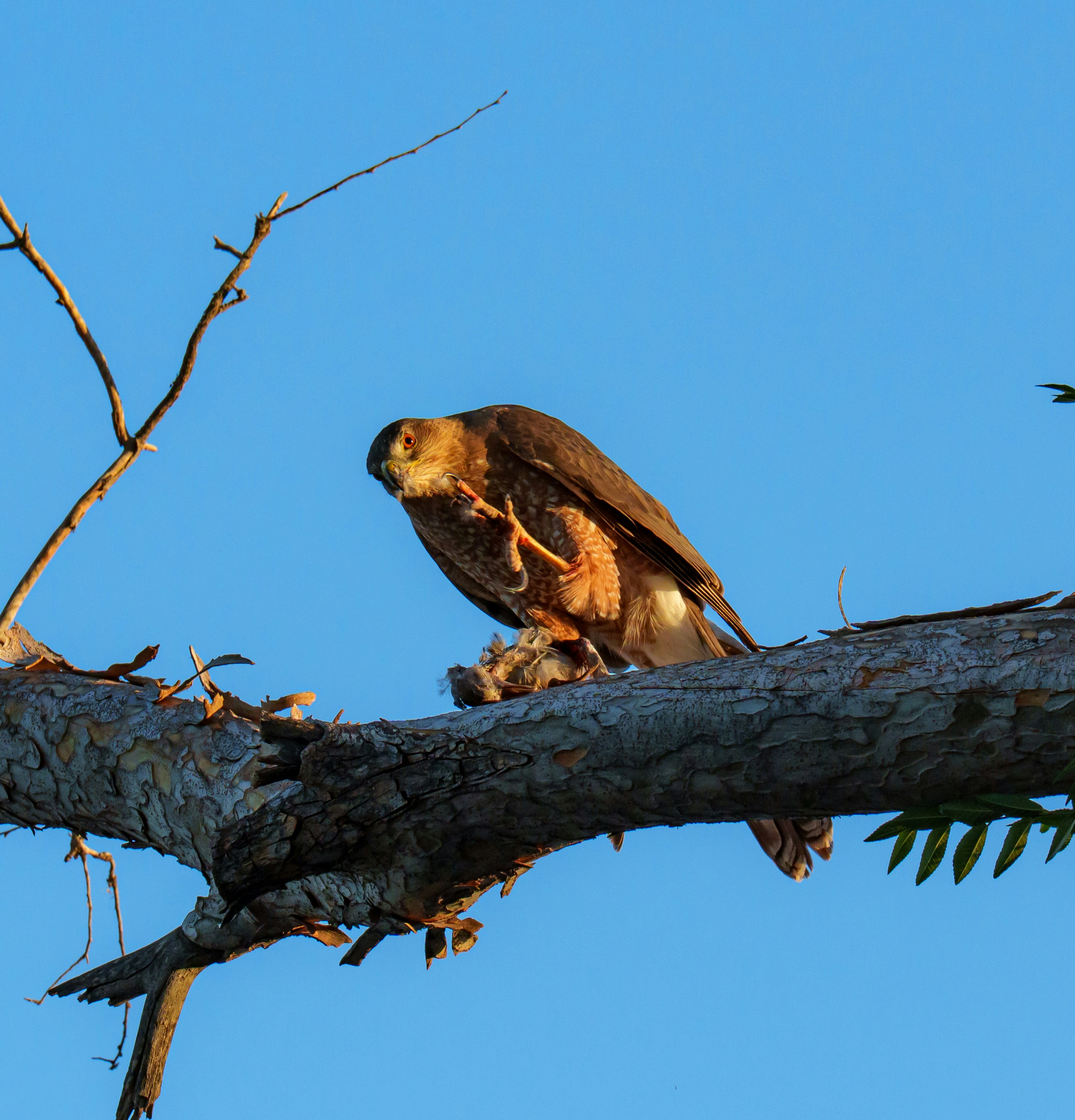 Hawk Perched on Time-Wworn Branch Under Open Sky