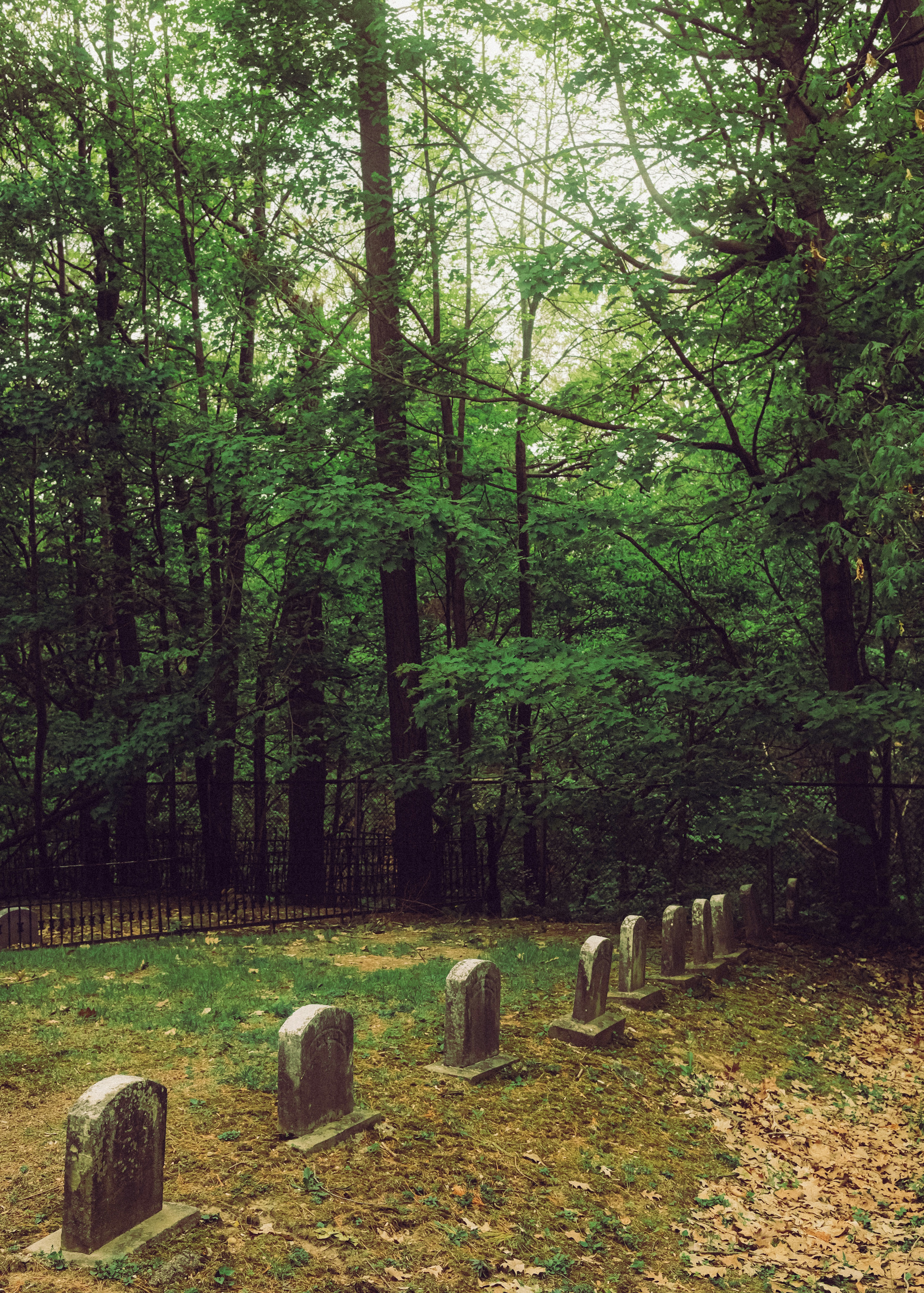 Whispering Stones: Quiet Row in a Sunlit Wood