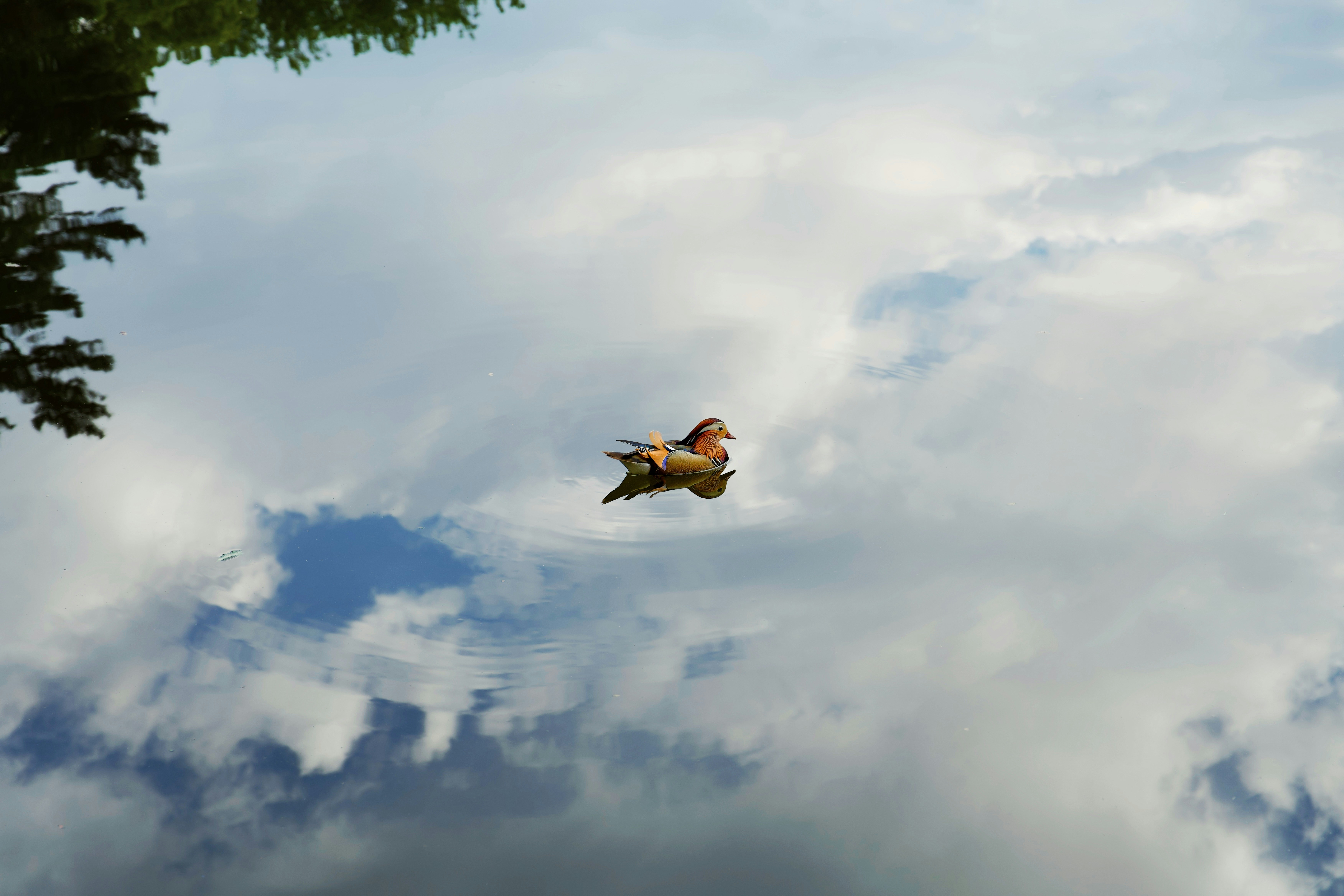 Midair Moment: A lone duck gliding through a sky of reflected clouds