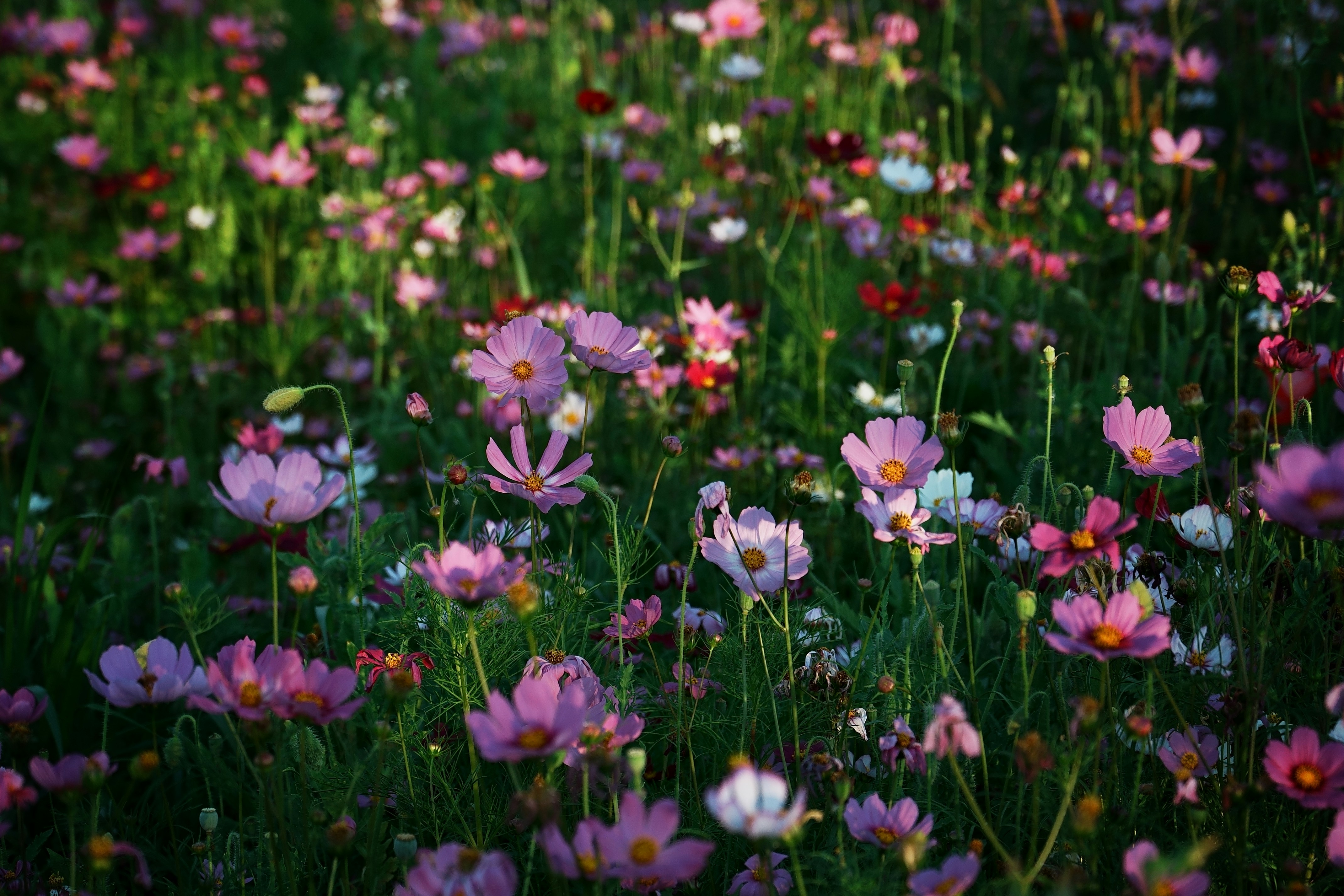 Petals in the Quiet Light