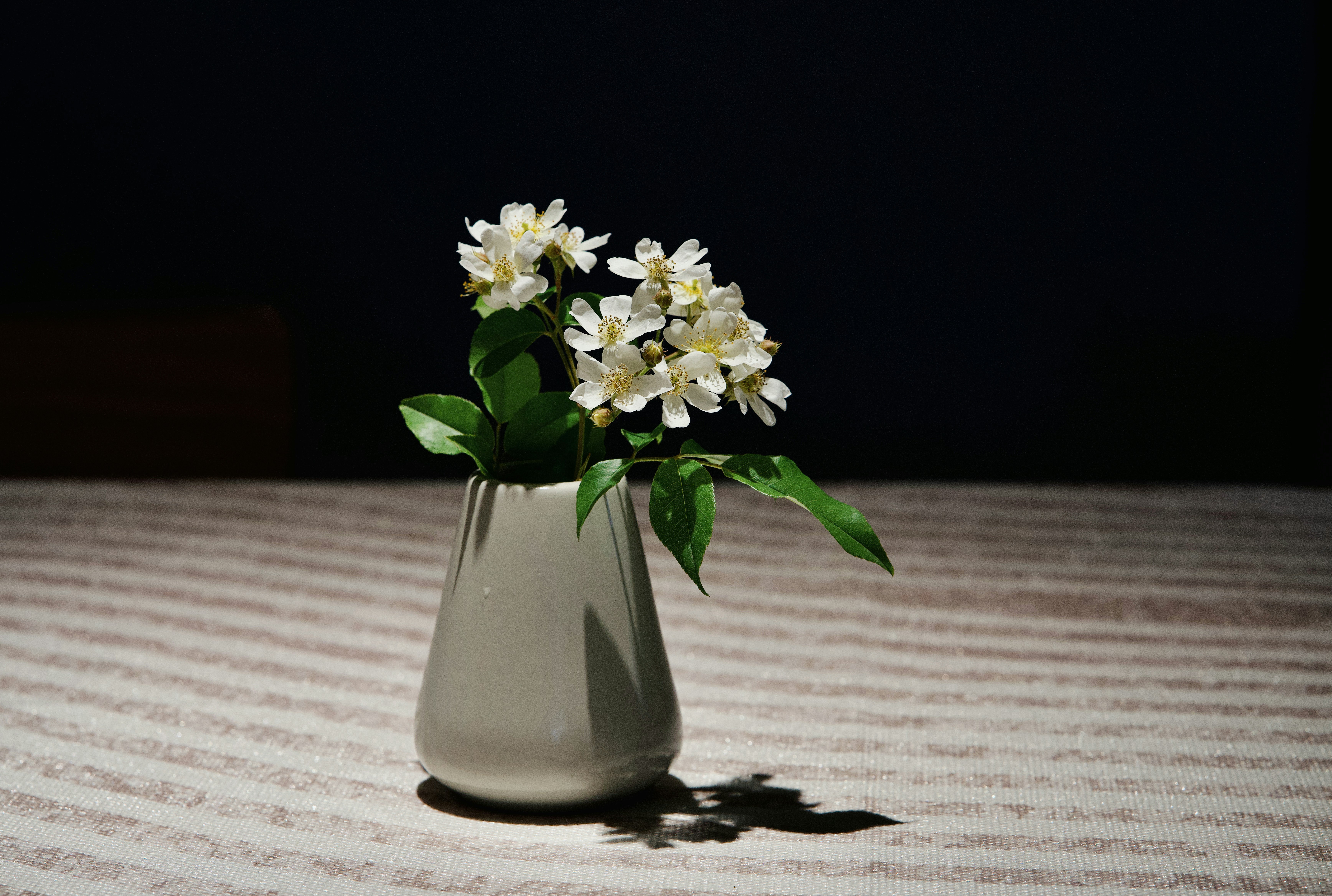 Minimalist Bloom: A White-Flowered Vase on a Striped Table in Spotlight