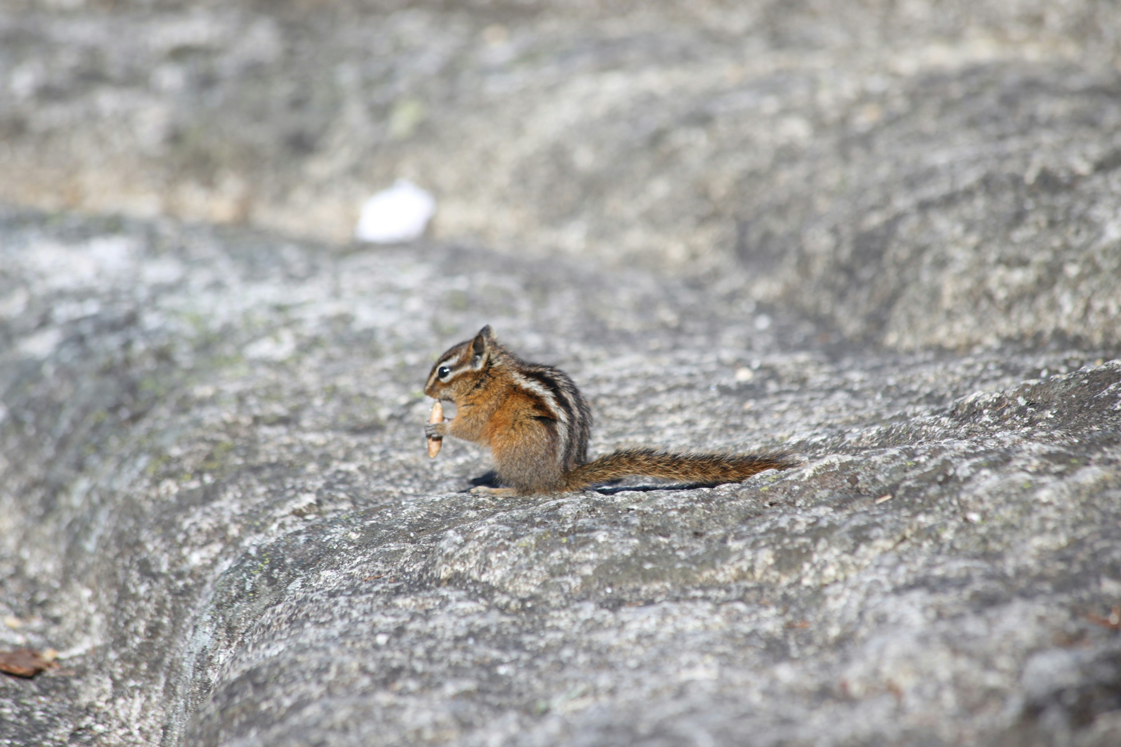 Emerald Ridge Sentry: A Chipmunk on Weathered Granite