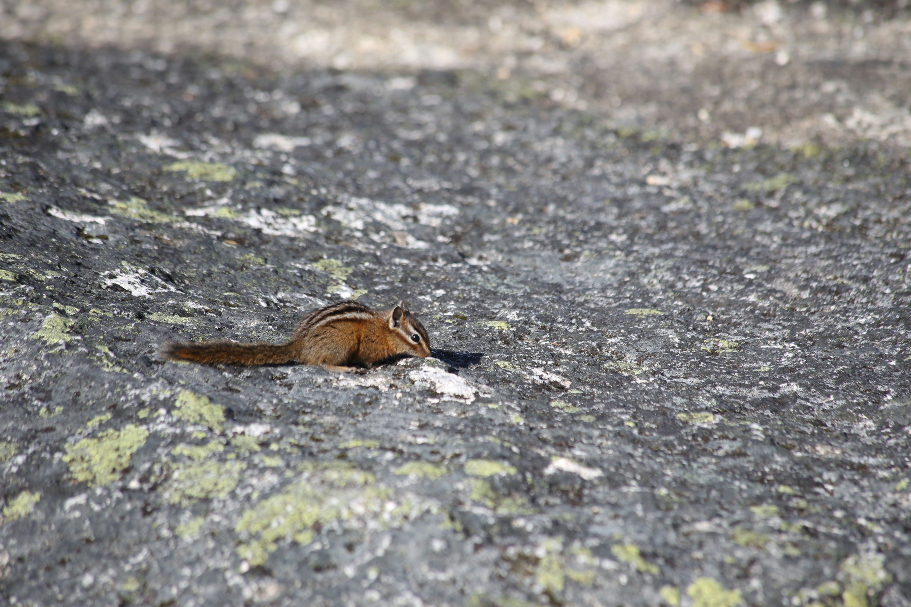 Squirrel Stretched Across a Mossy Rock