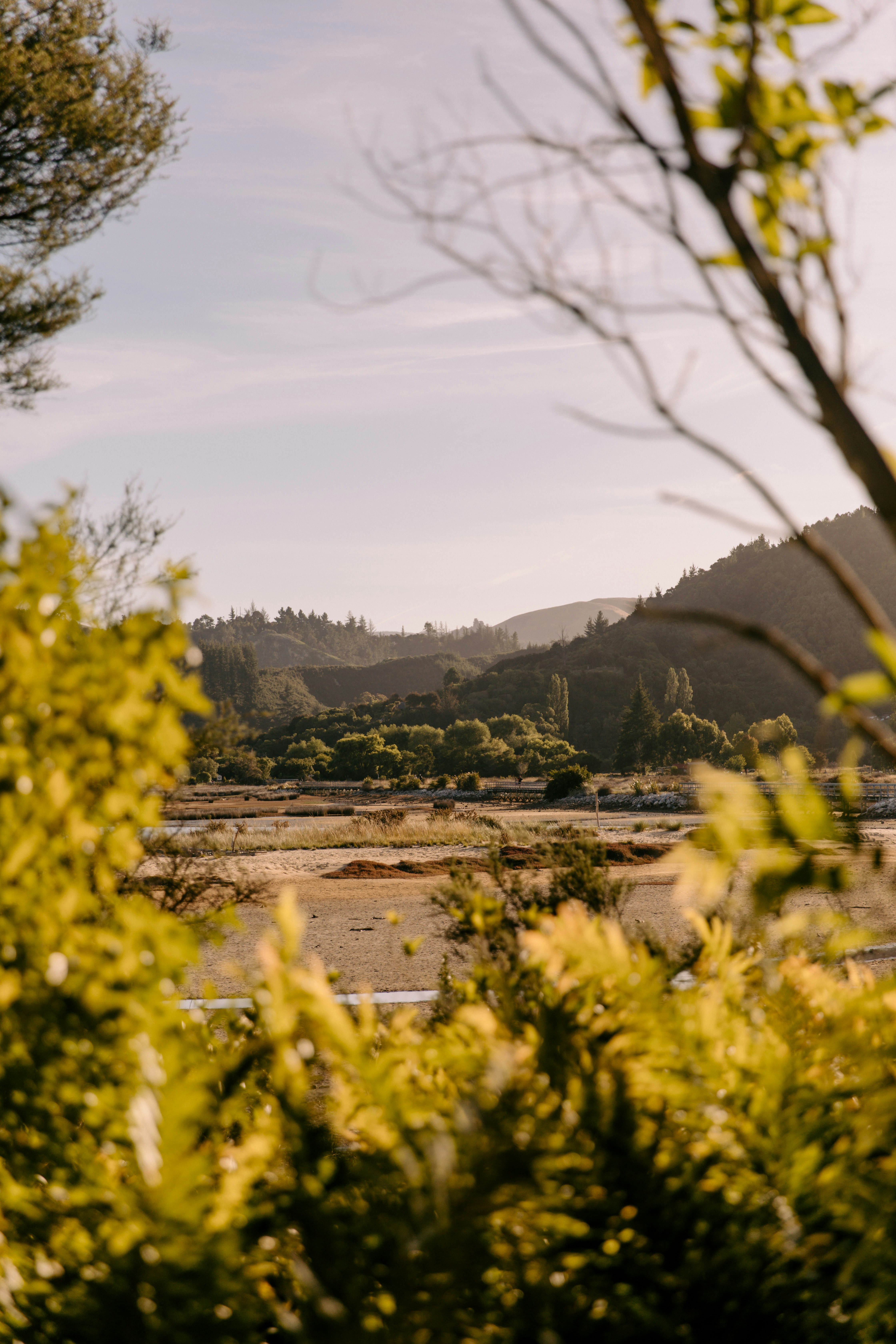 Golden Clearing: A Sunlit Riverbank Framed by Quiet Branches