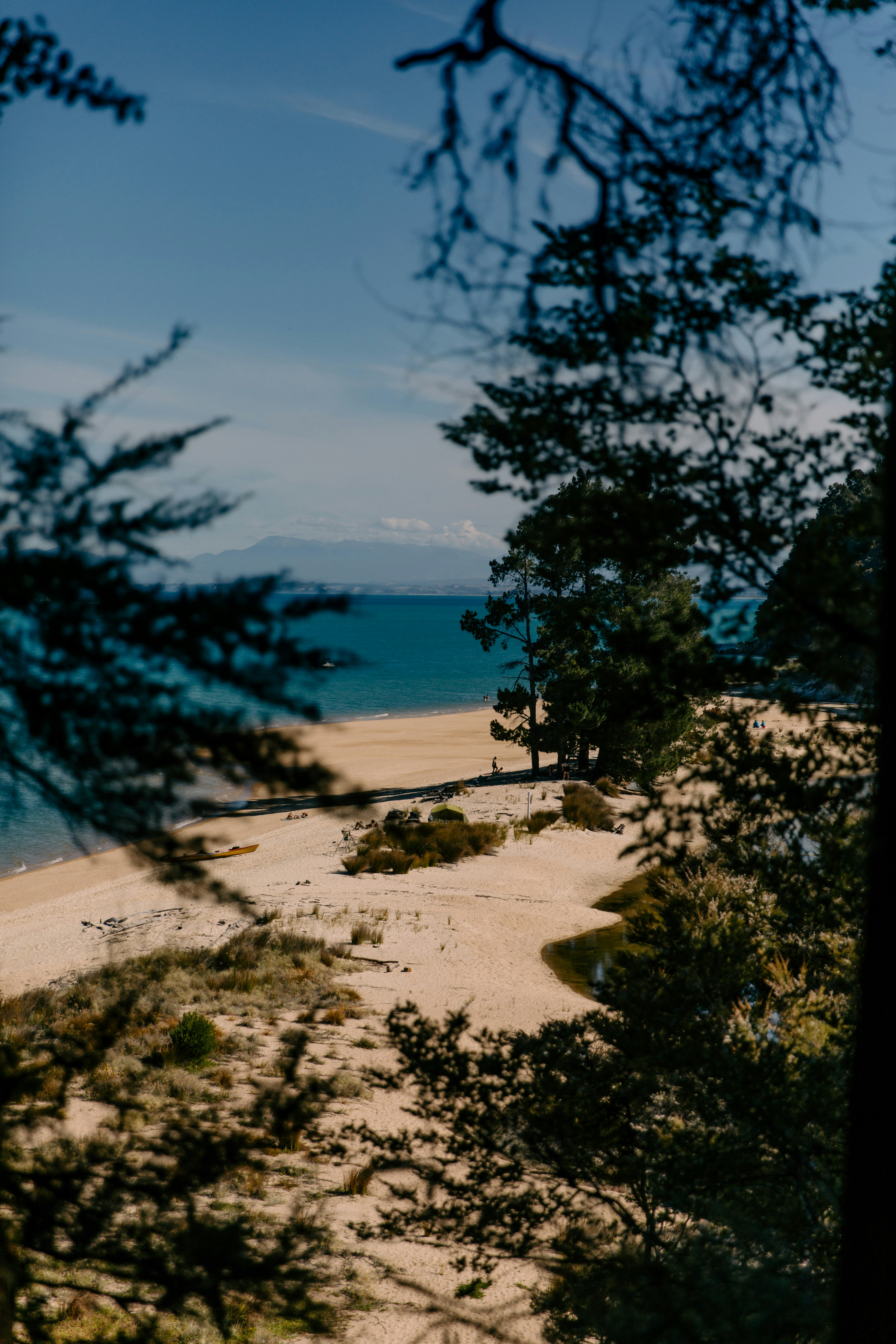 Coastal Cove: Sunlit Beach Framed by Pines