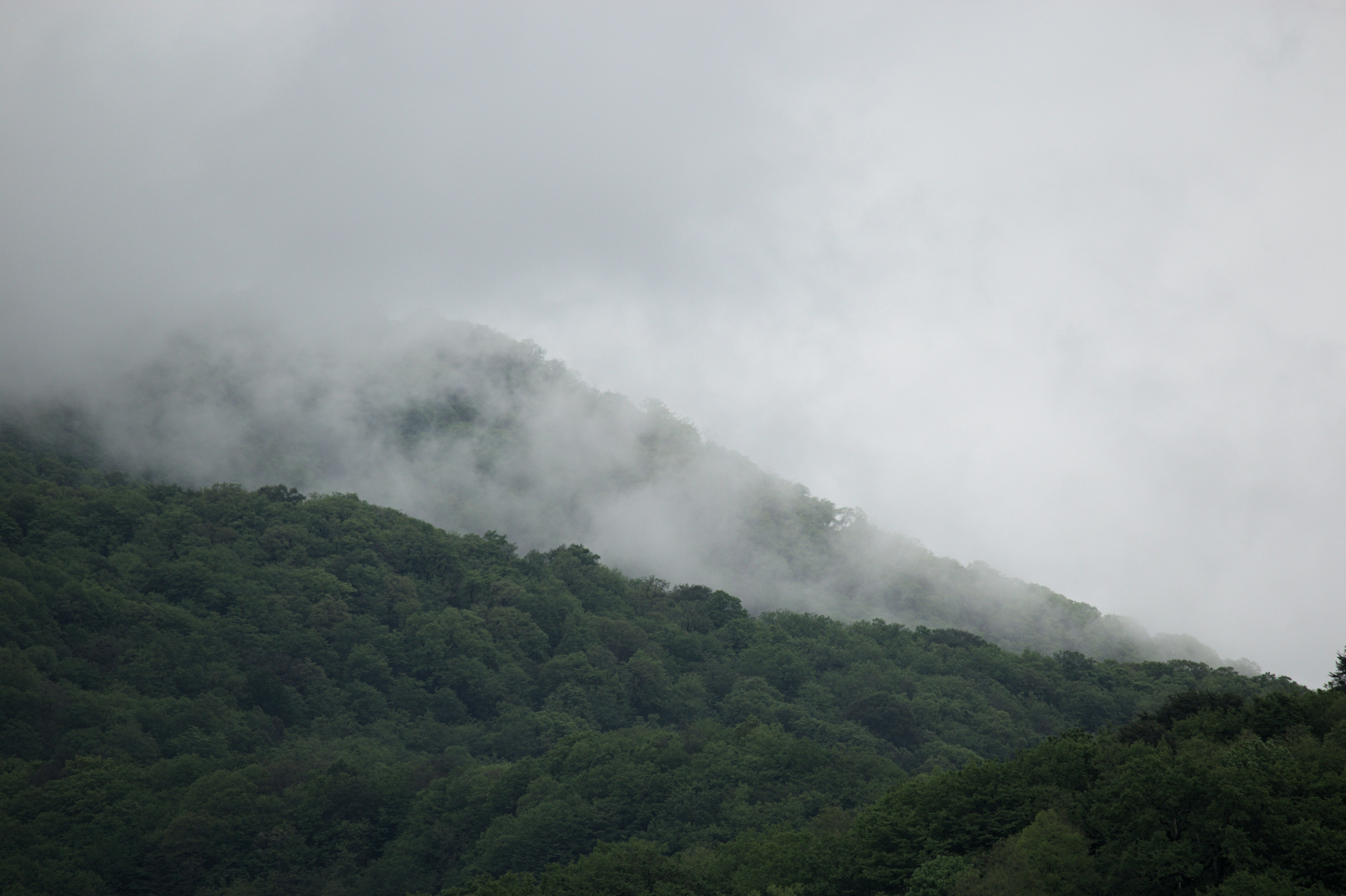 Mist-Wreathed Ridge: A Quiet Rise Above the Forest