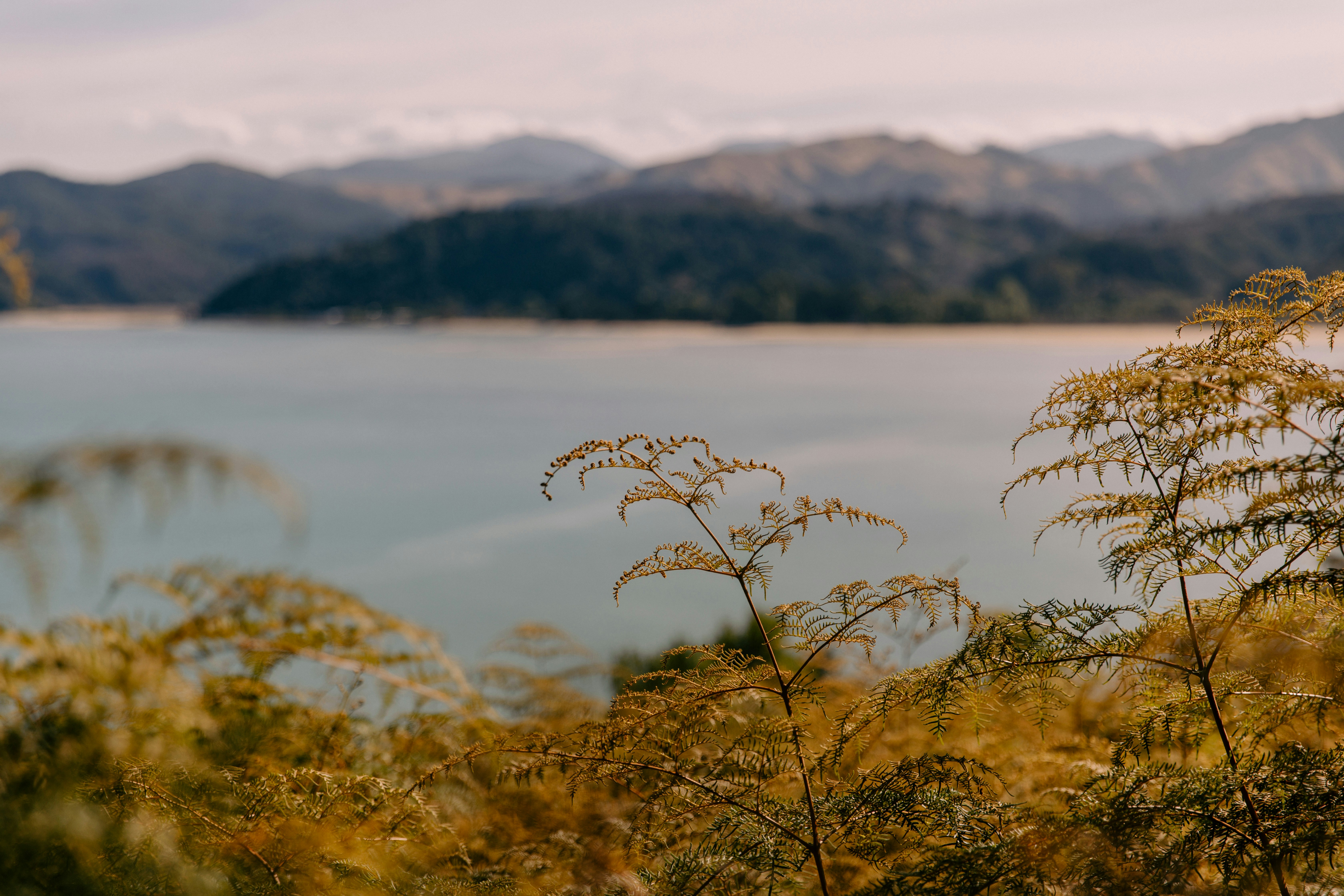 Amber Ferns Against a Distant Lake Ridge